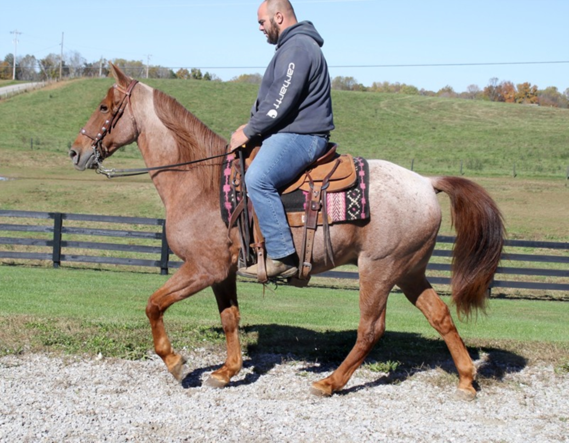 Tennessee Walking Horse Wallach 14 Jahre Roan-Red in Mount vernon Ky