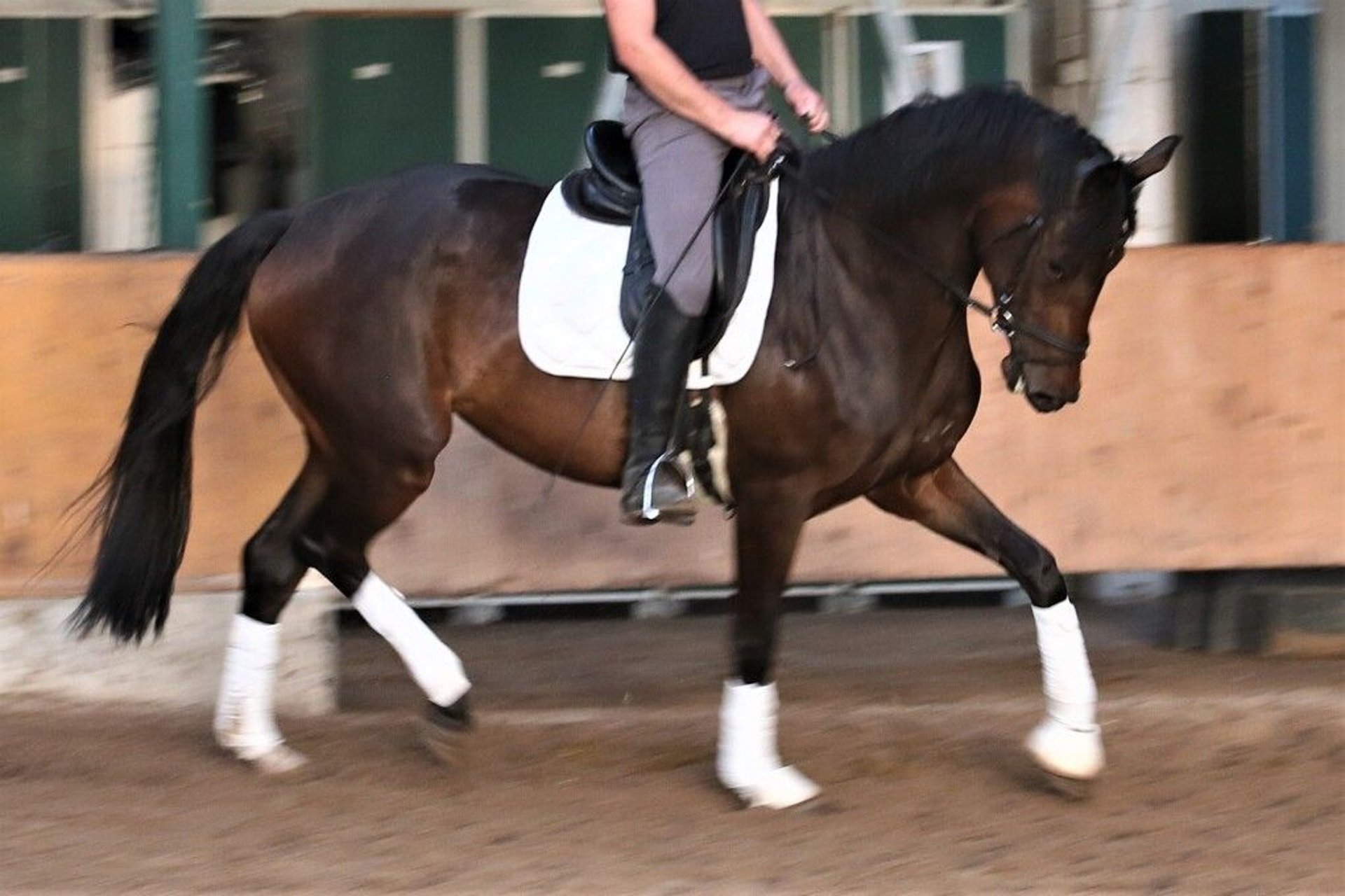Oldenburg Mare 5 years 16,2 hh Bay-Dark in Visbek