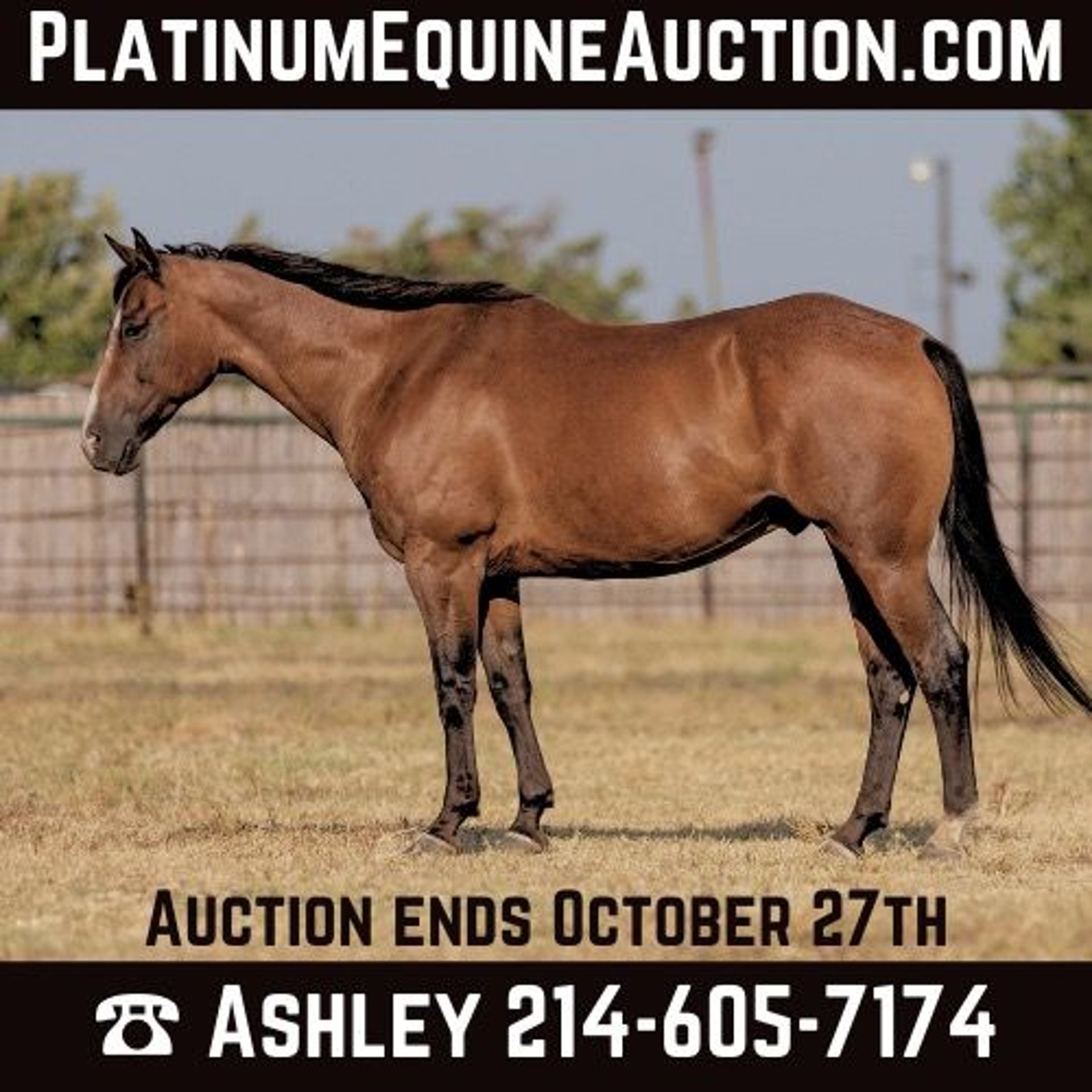 American Quarter Horse Gelding 12 years 15 hh Roan-Bay in Weatherford TX