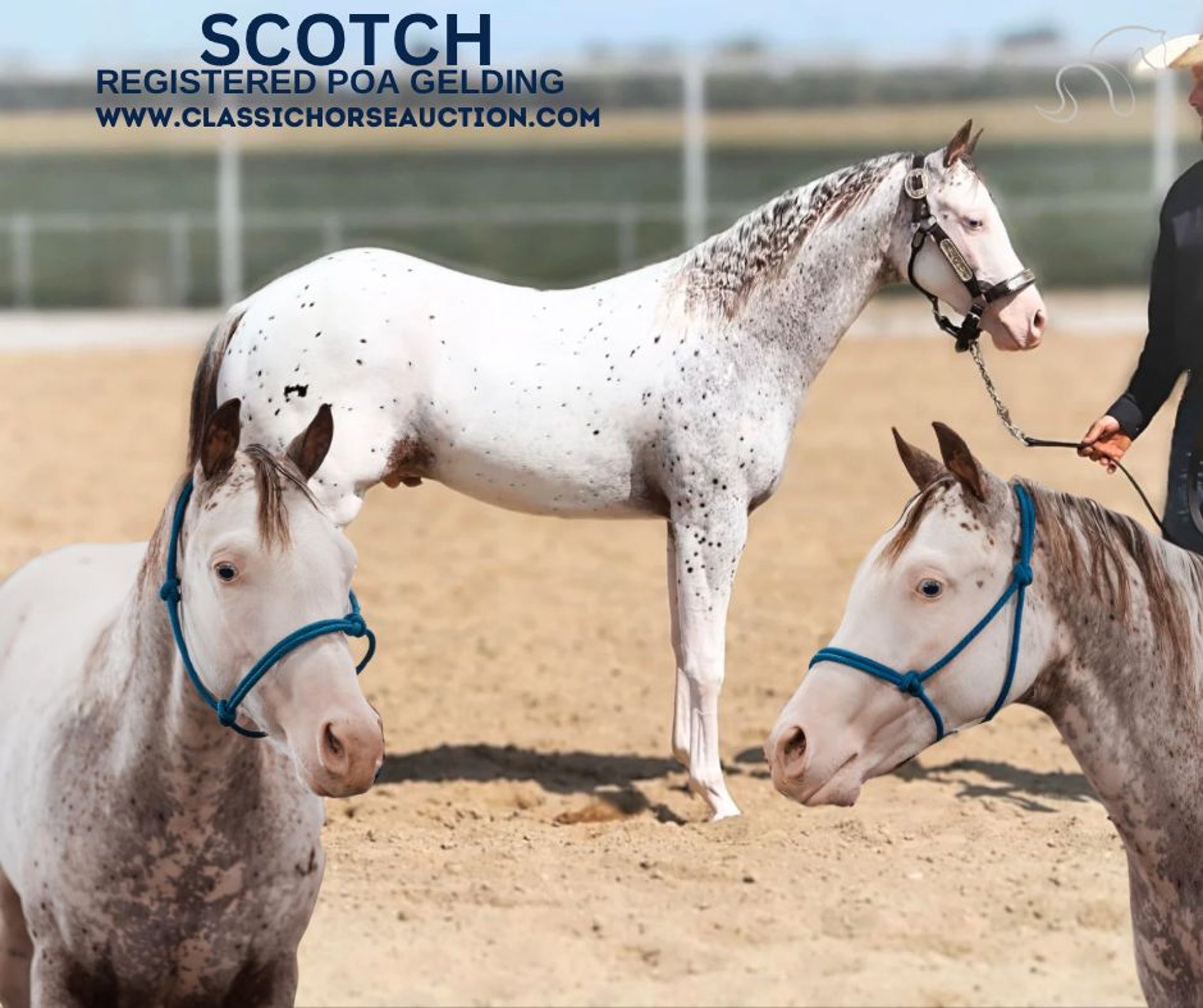 Arabian Berber Gelding 1 year 14 hh Leopard-Piebald in Gerald, MO