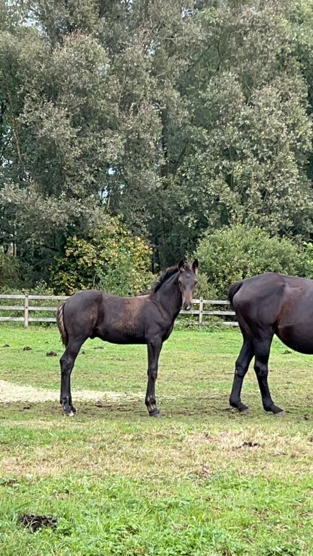 Belgiskt varmblod Hingst Föl (06/2024) Rökfärgad svart in Laakdal