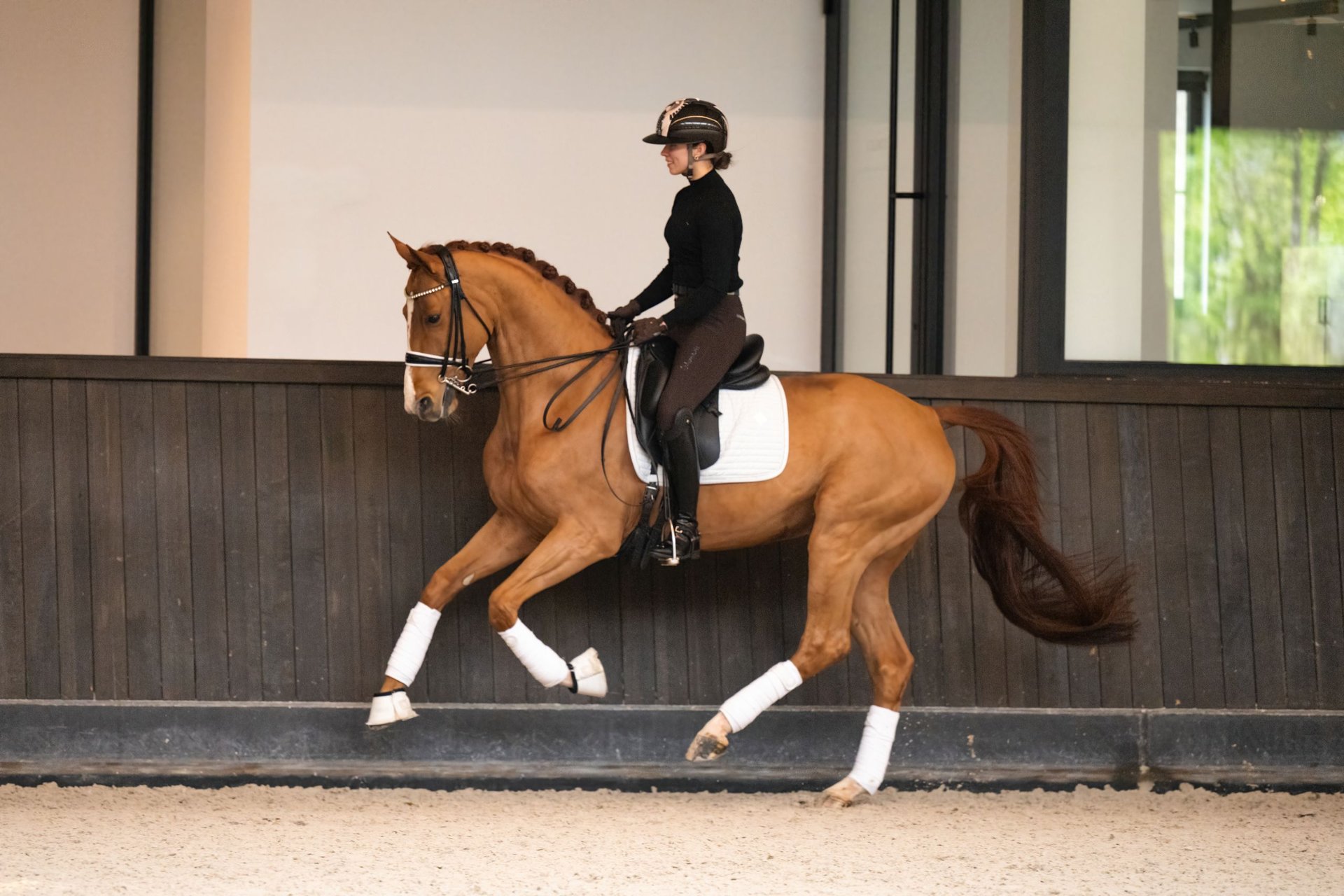 Oldenburg-International (OS) Gelding 11 years 16,1 hh Chestnut in Mol