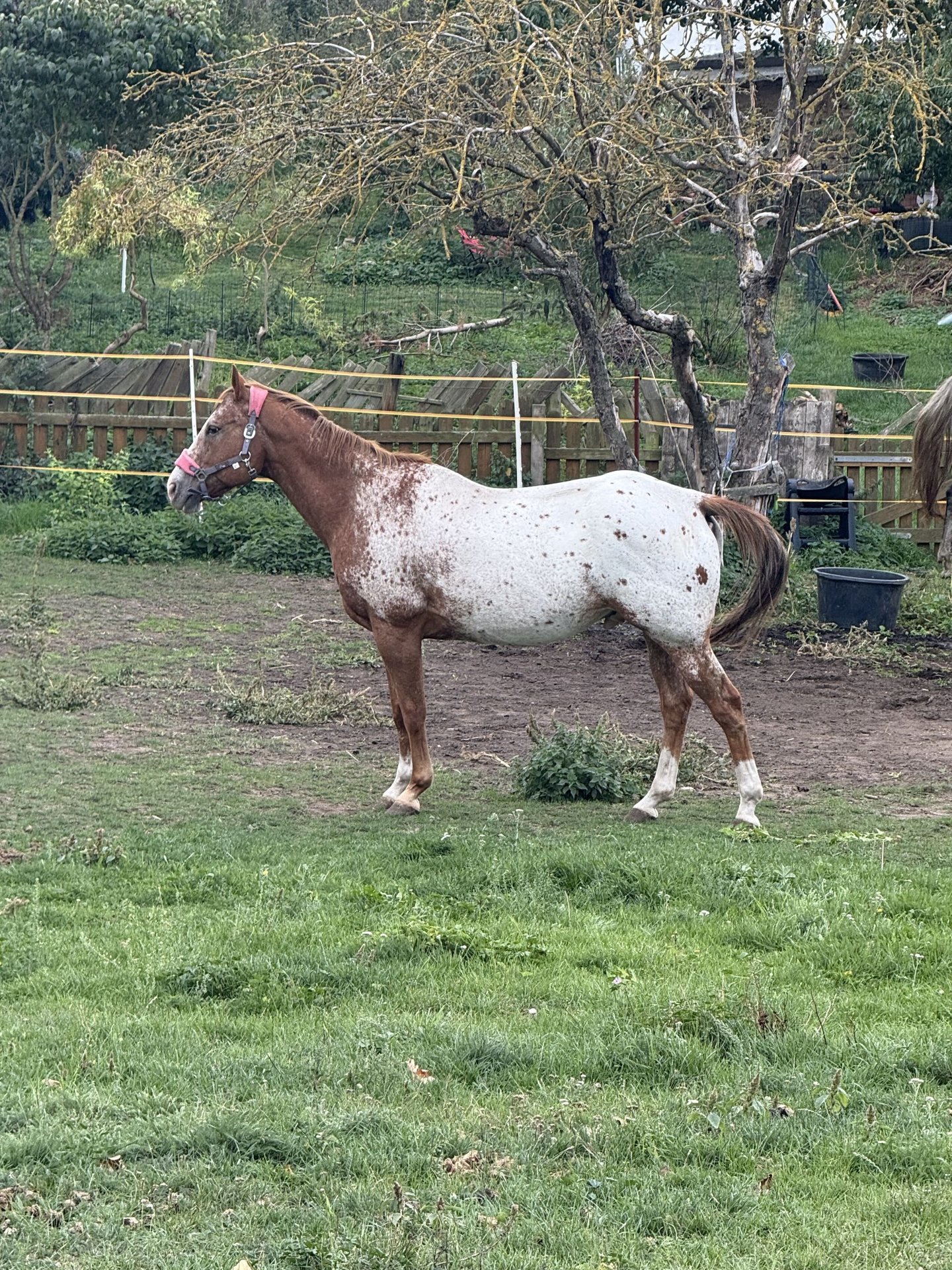 Appaloosa Gelding 14 years 16 hh Chestnut-Red in Aschersleben