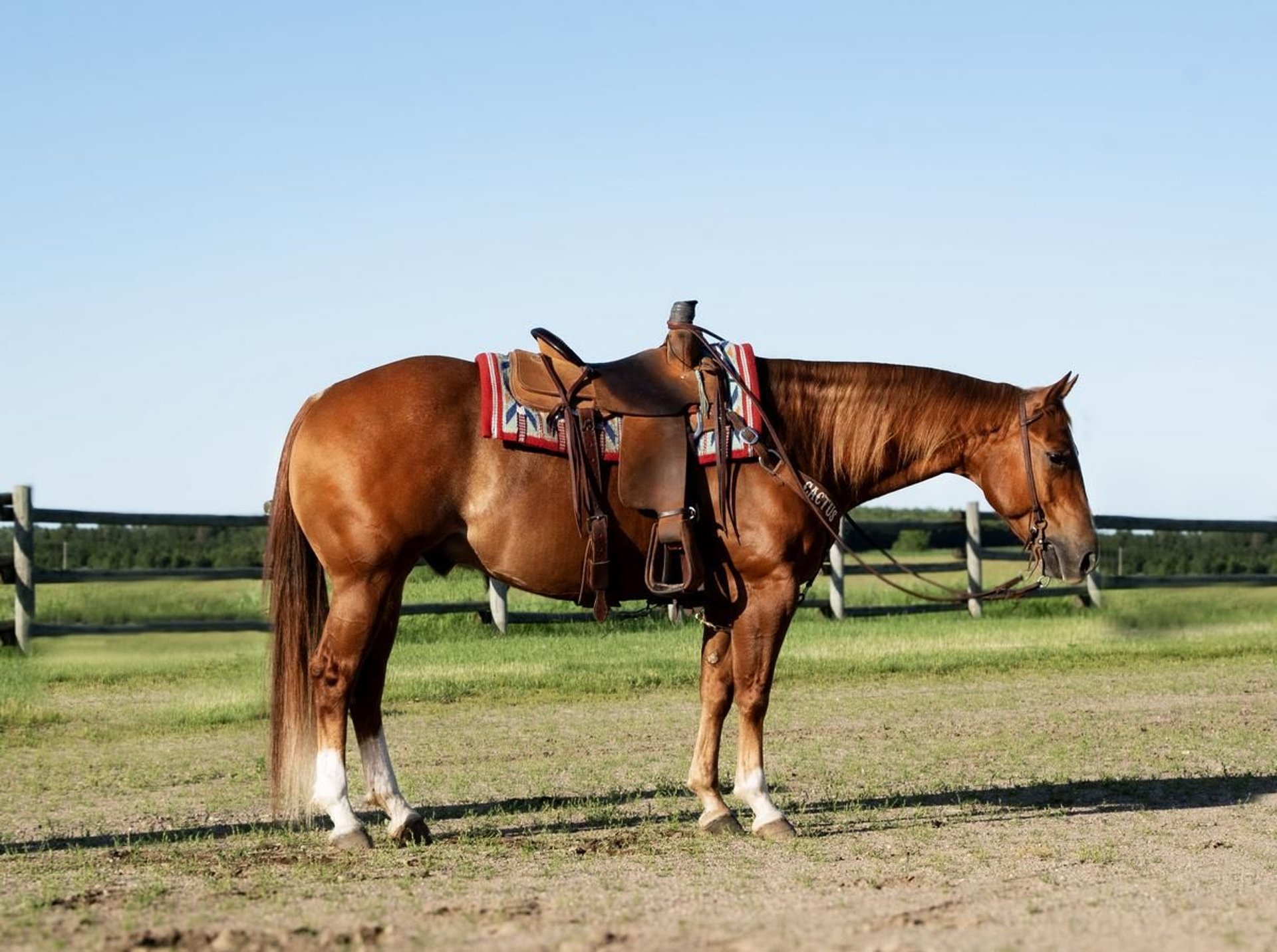 American Quarter Horse Gelding 5 years 14,2 hh Sorrel in Nevis, MN