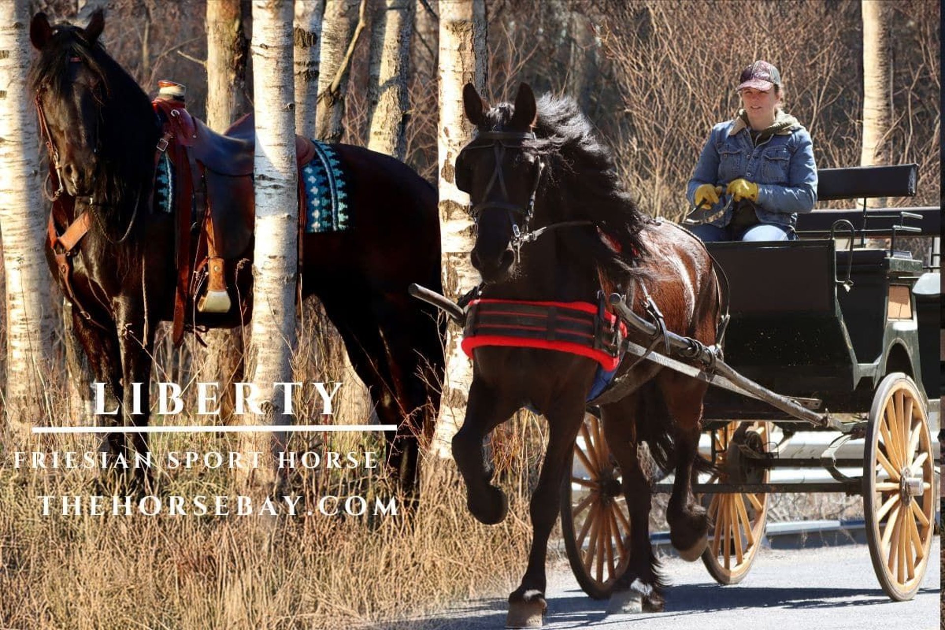 Friesian horses Mix Mare 7 years Black in Hesperia, MI