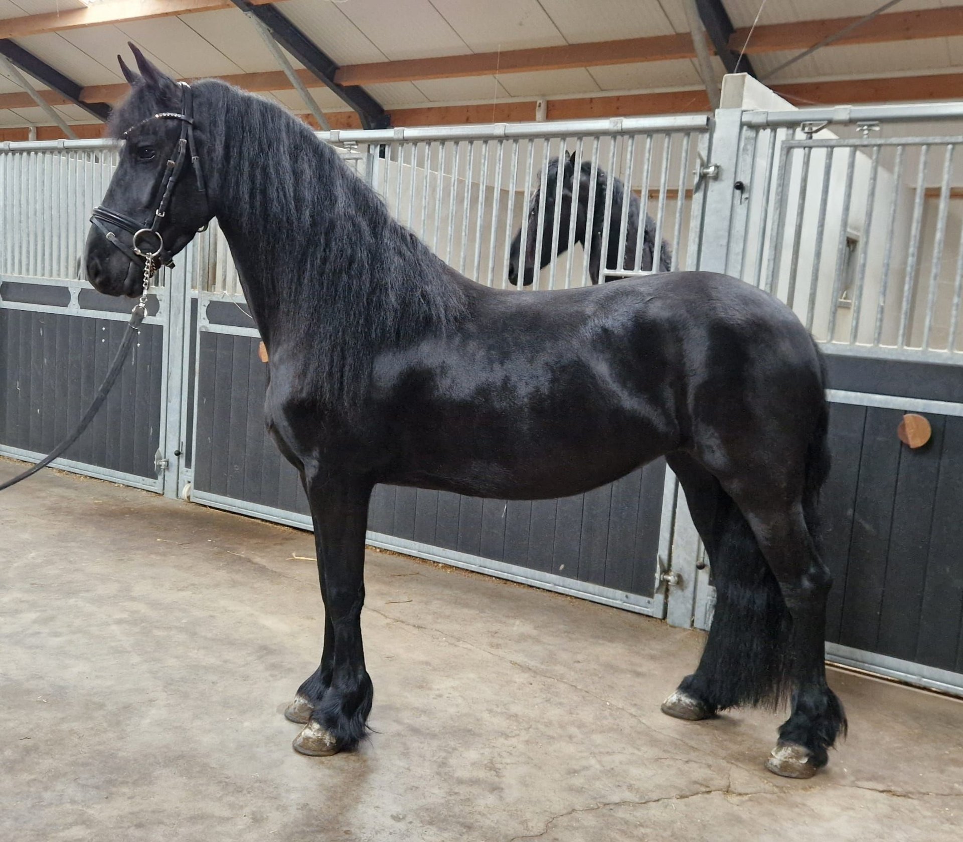 Fries paard Merrie 4 Jaar 160 cm Zwart in Bladel