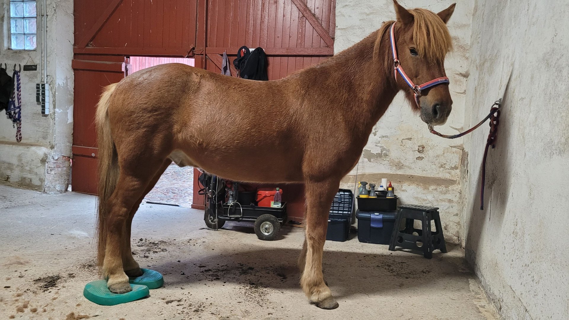 Islandpferd Wallach 14 Jahre 142 cm Fuchs in Brome
