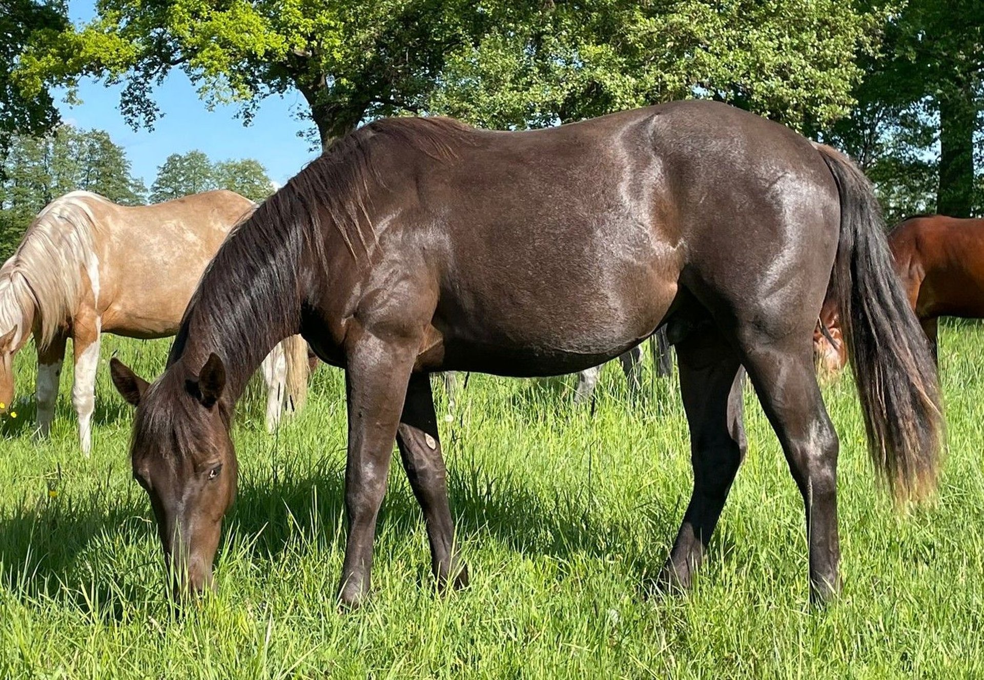 Paint Horse Hengst 2 Jahre 150 cm Roan-Blue in Neustadt Dosse