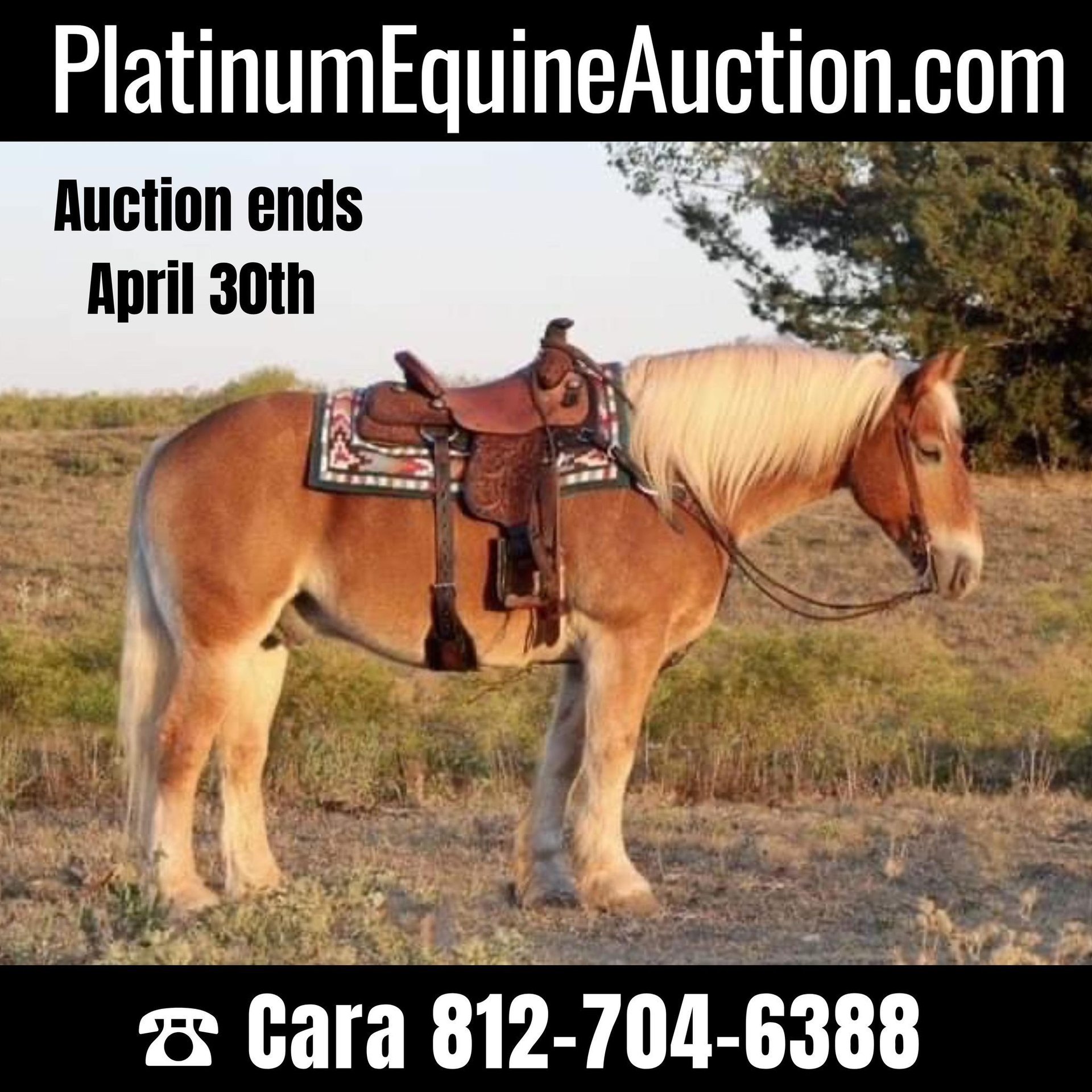 American Quarter Horse Gelding 15 years Sorrel in Borden IN