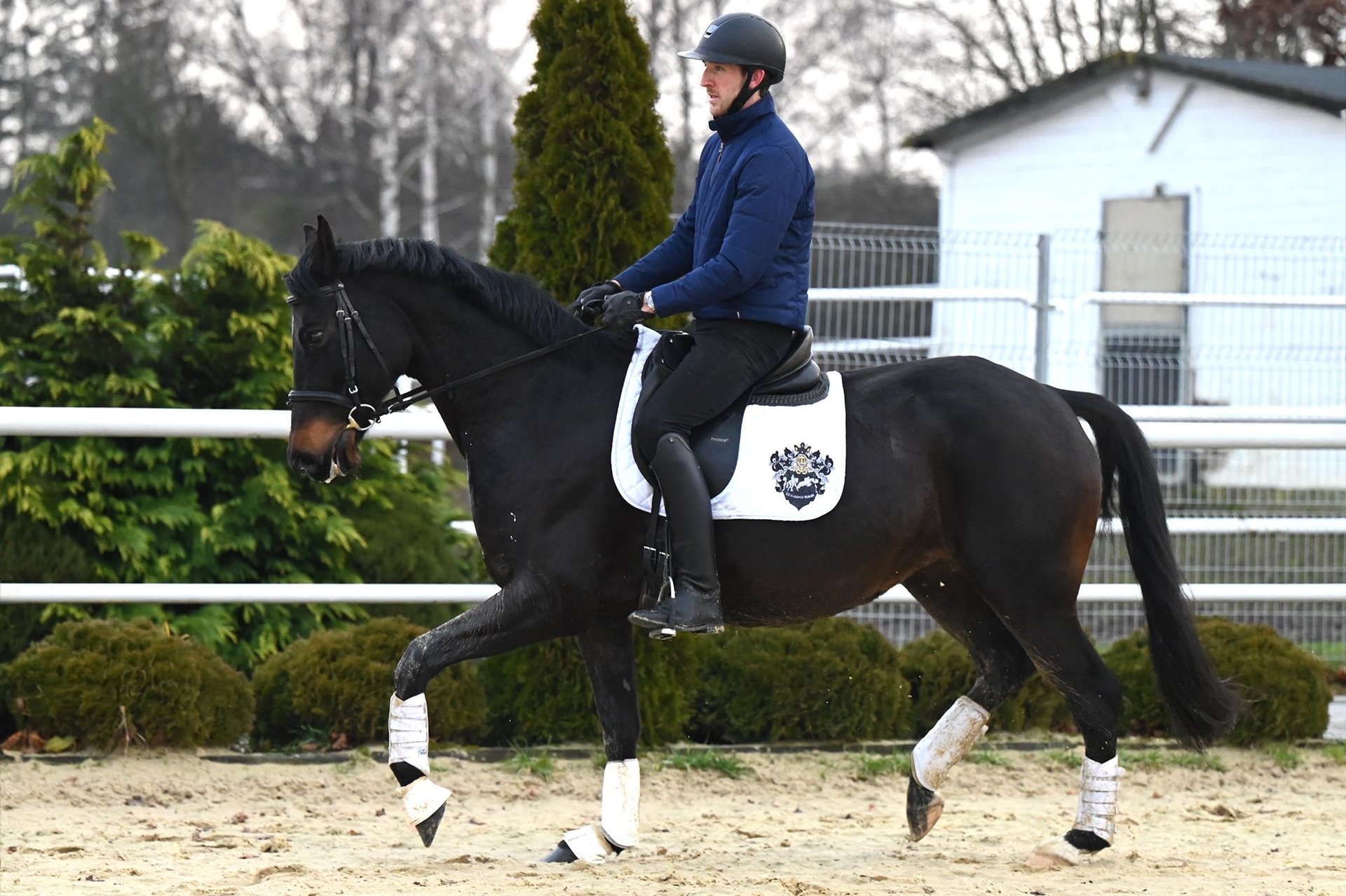 Oldenburg Mare 13 years 16,1 hh Bay-Dark in Wysin