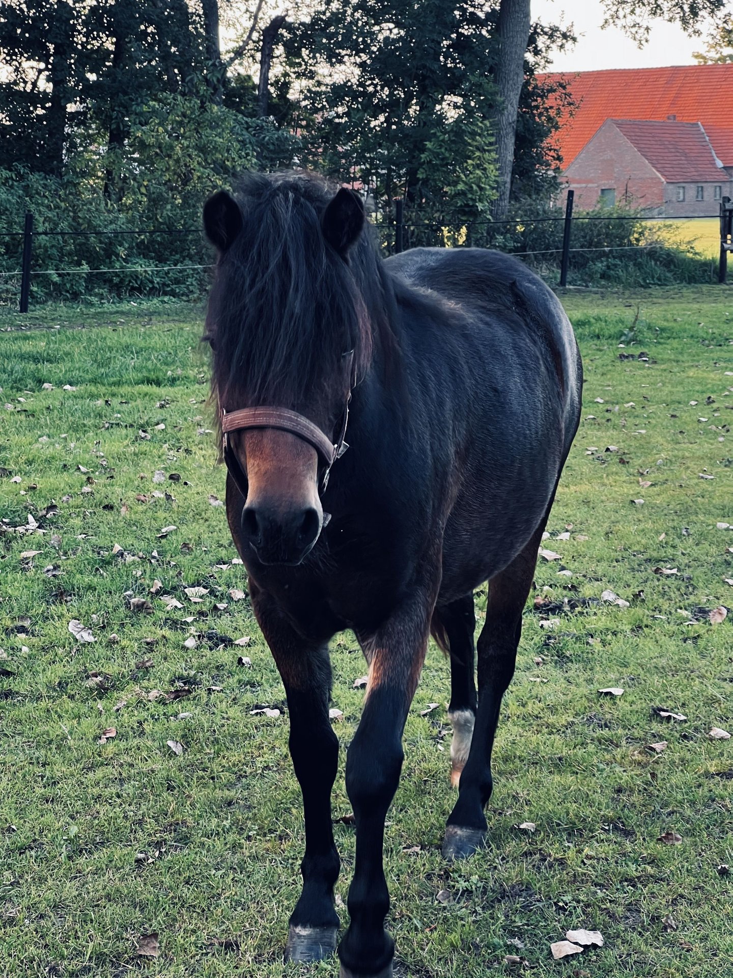 Kuc Dartmoor Klacz 1 Rok 125 cm Skarogniada in Edewecht