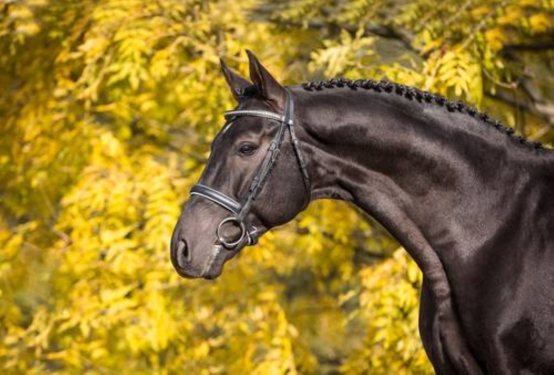 German Riding Horse Stallion Black in Löningen