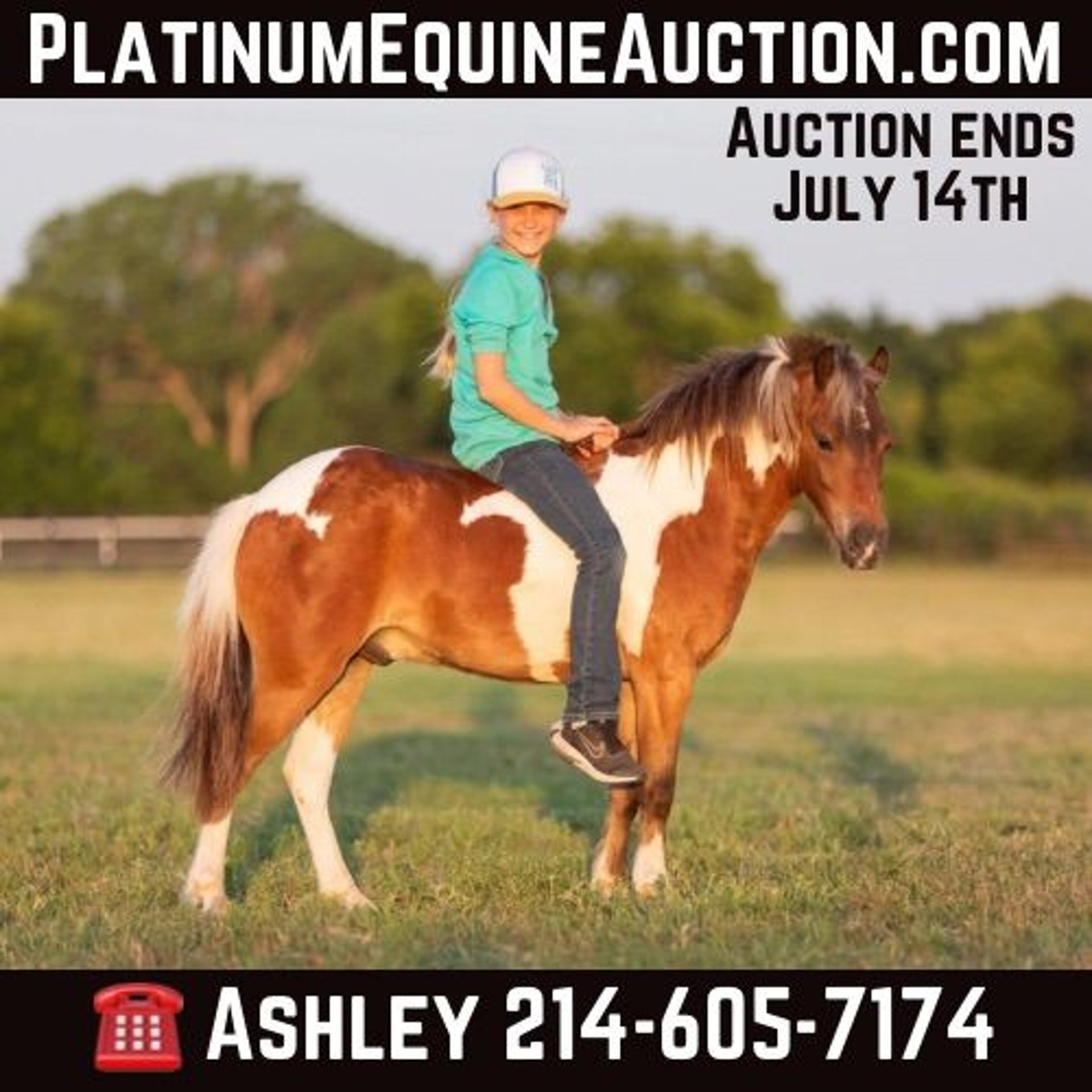 American Quarter Horse Gelding 8 years 10,3 hh Tobiano-all-colors in ...