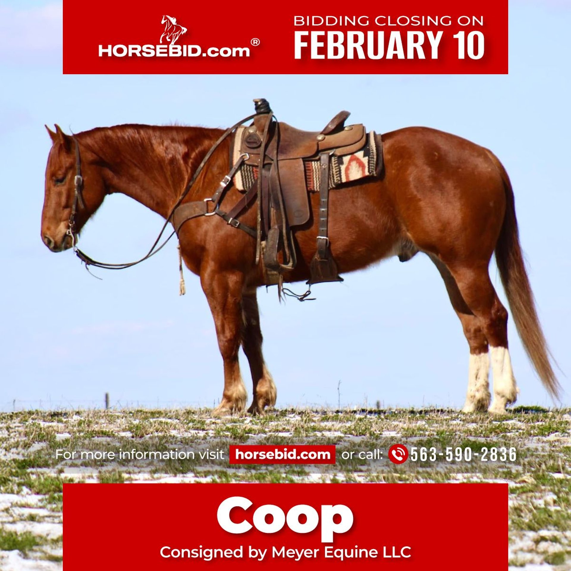 American Quarter Horse Gelding 6 years 15,3 hh Sorrel in La Motte, IA