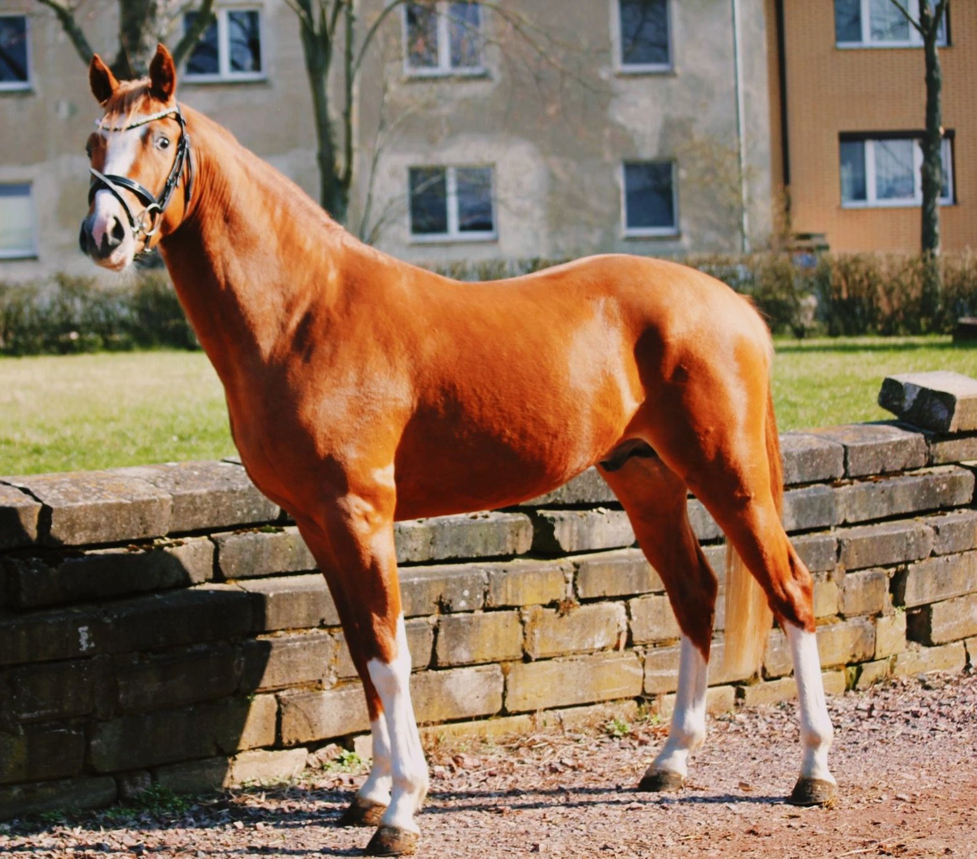 Deutsches Reitpony Hengst 3 Jahre 146 cm Fuchs in Wegeleben