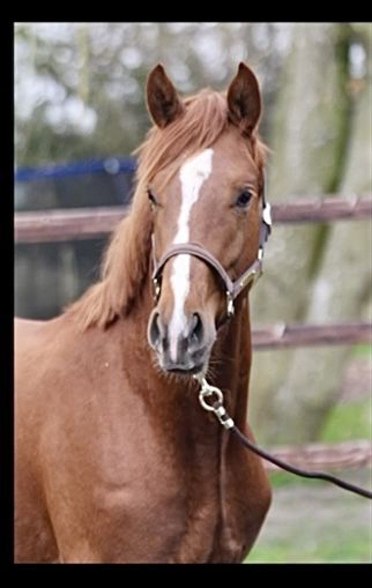 Hanoverian Gelding 2 years 16 hh Chestnut-Red in Wermelskirchen