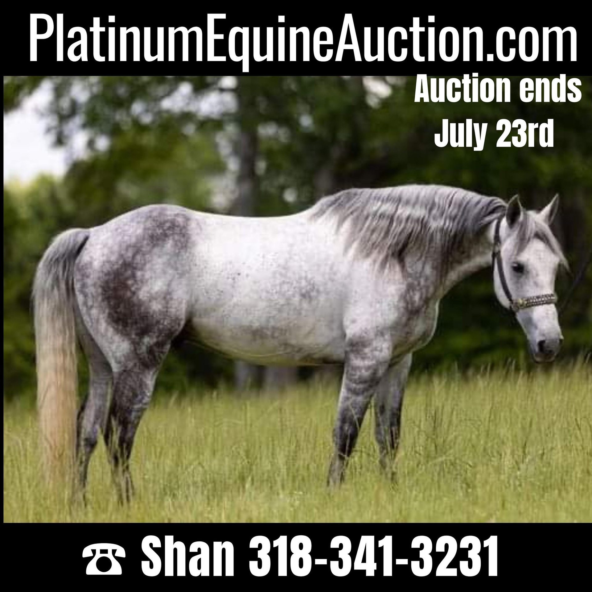 American Quarter Horse Wallach 11 Jahre 147 cm Apfelschimmel in Bovina MS