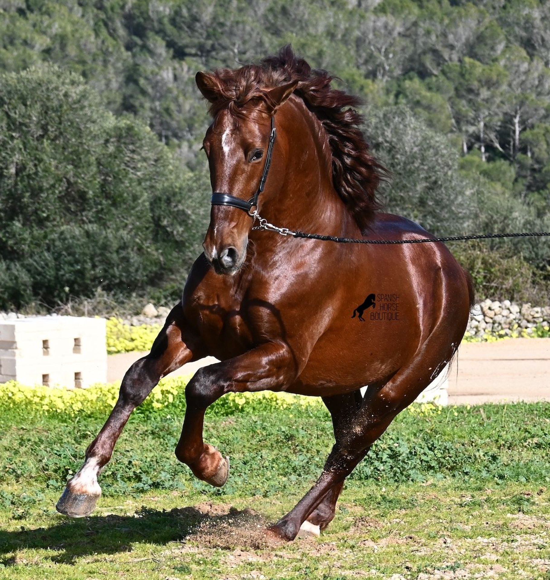 PRE Hengst 5 Jahre 160 cm Fuchs in Menorca