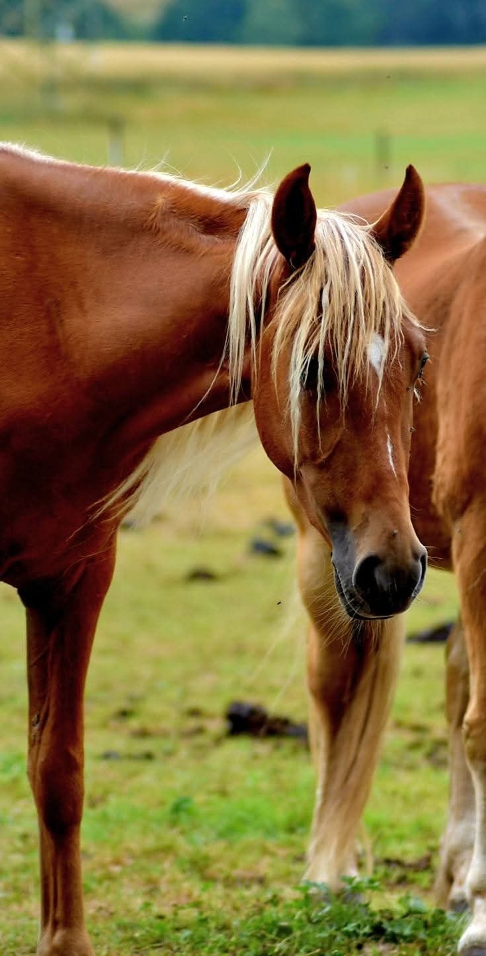 Tennessee walking horse Gelding 3 years 14,2 hh Chestnut-Red in Helvesiek