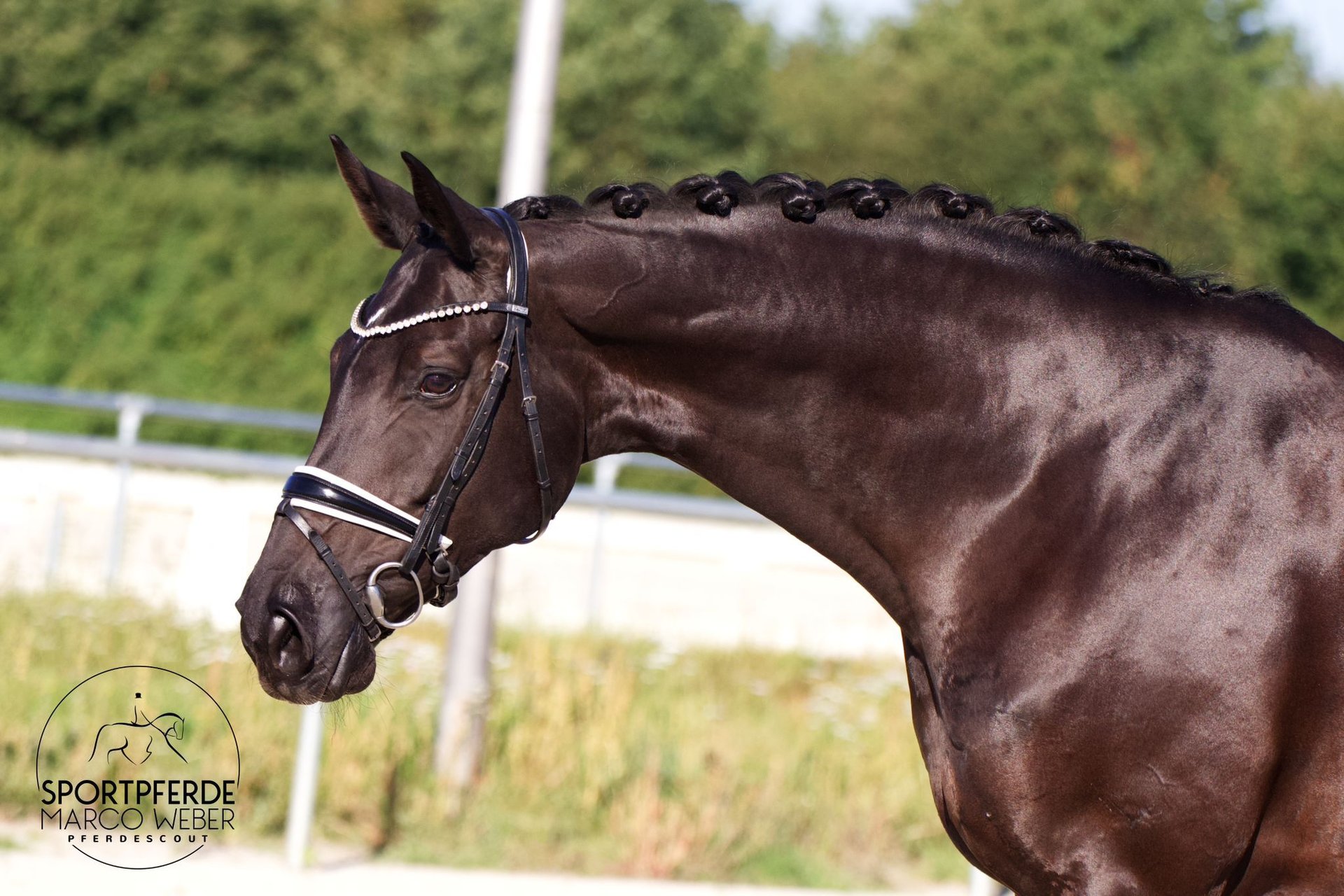 Hannoveraner Stute 9 Jahre Rappe in Jade