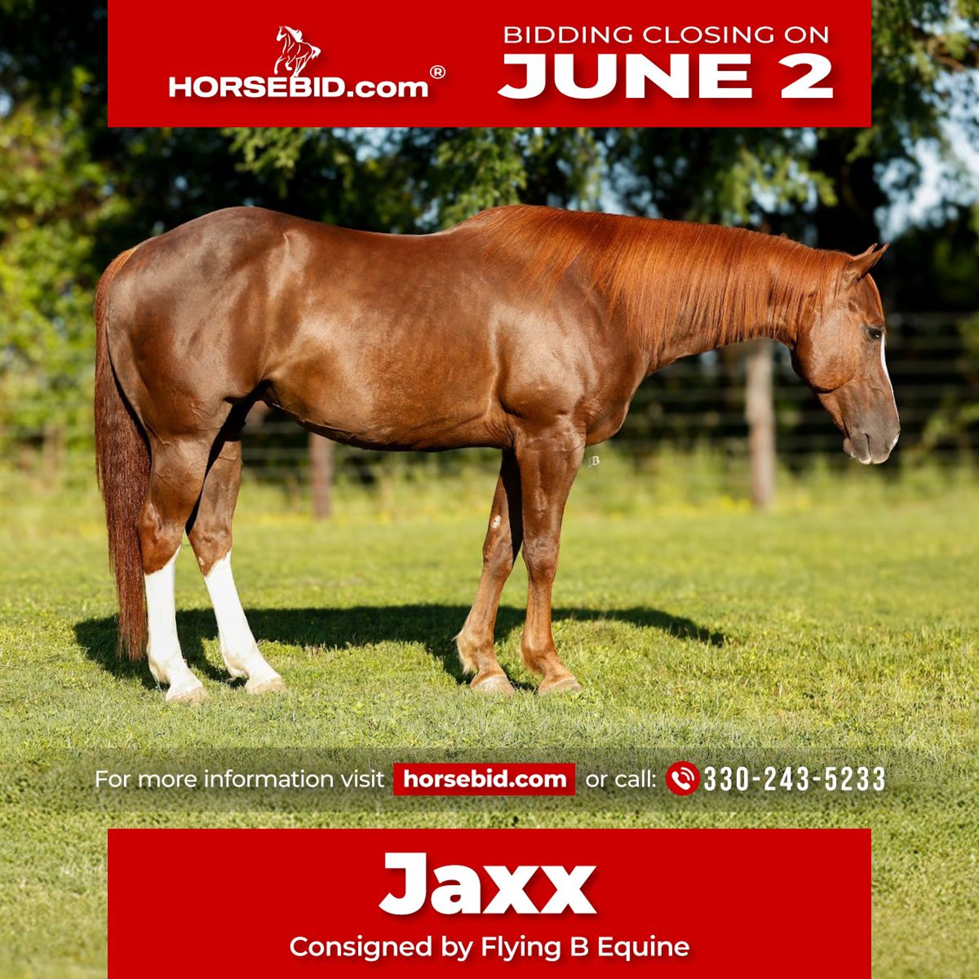 American Quarter Horse Gelding 8 years 14,3 hh Sorrel in Lufkin, TX