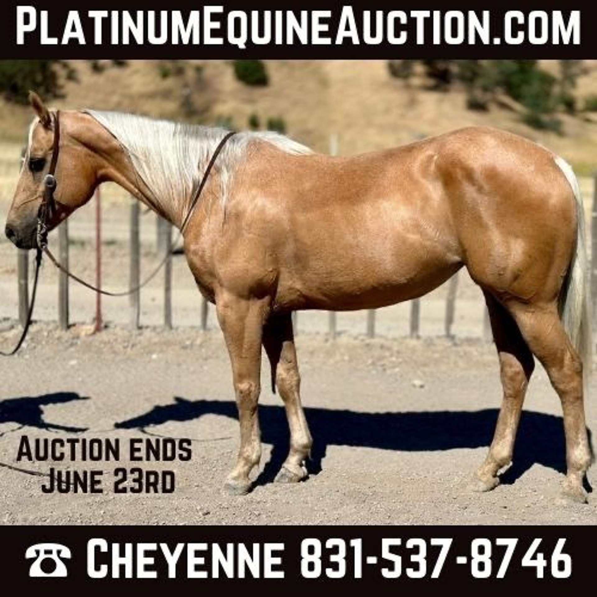 American Quarter Horse Gelding 12 years 14,3 hh Palomino in Bitterwater CA