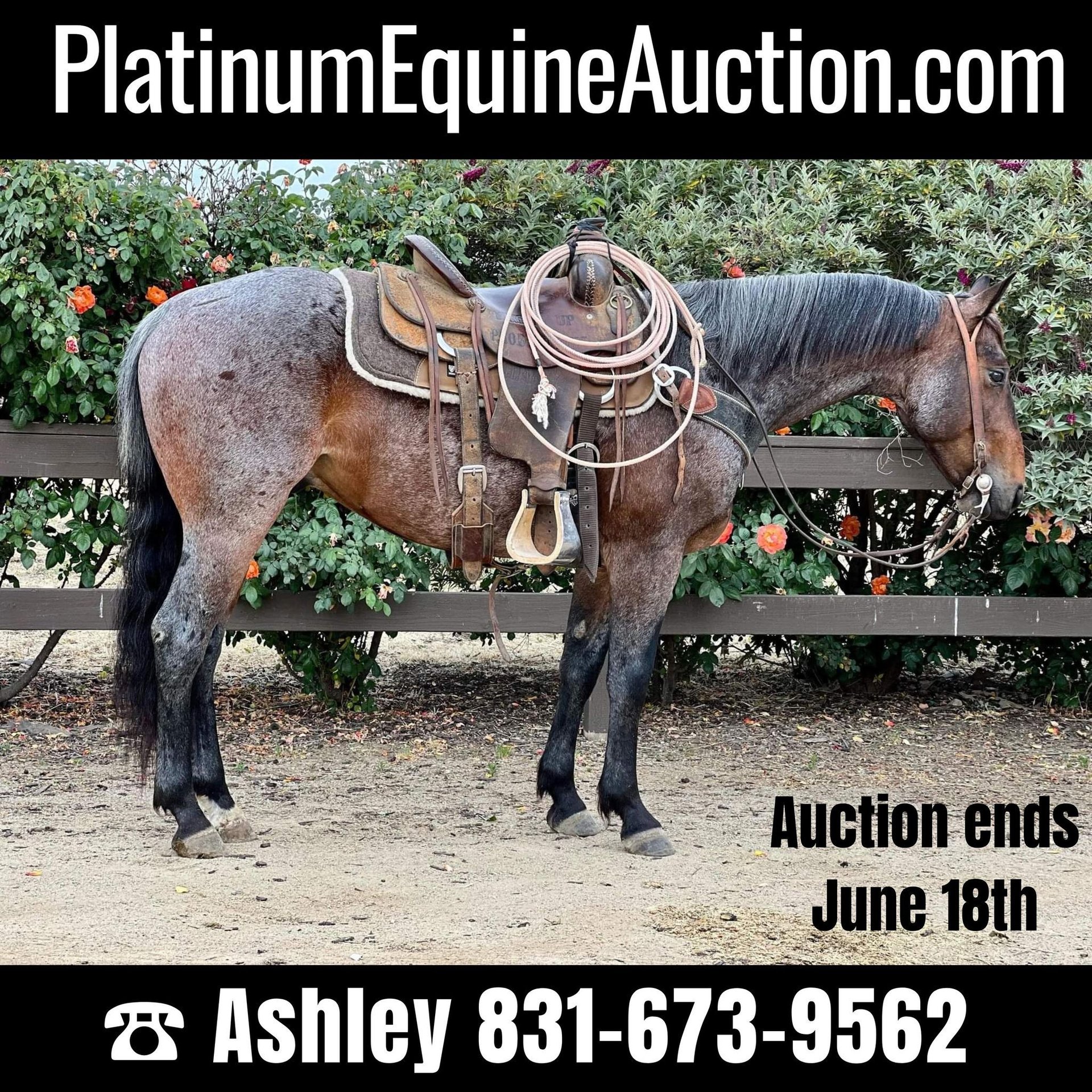 American Quarter Horse Gelding 8 years 14 hh Roan-Bay in Paicines CA