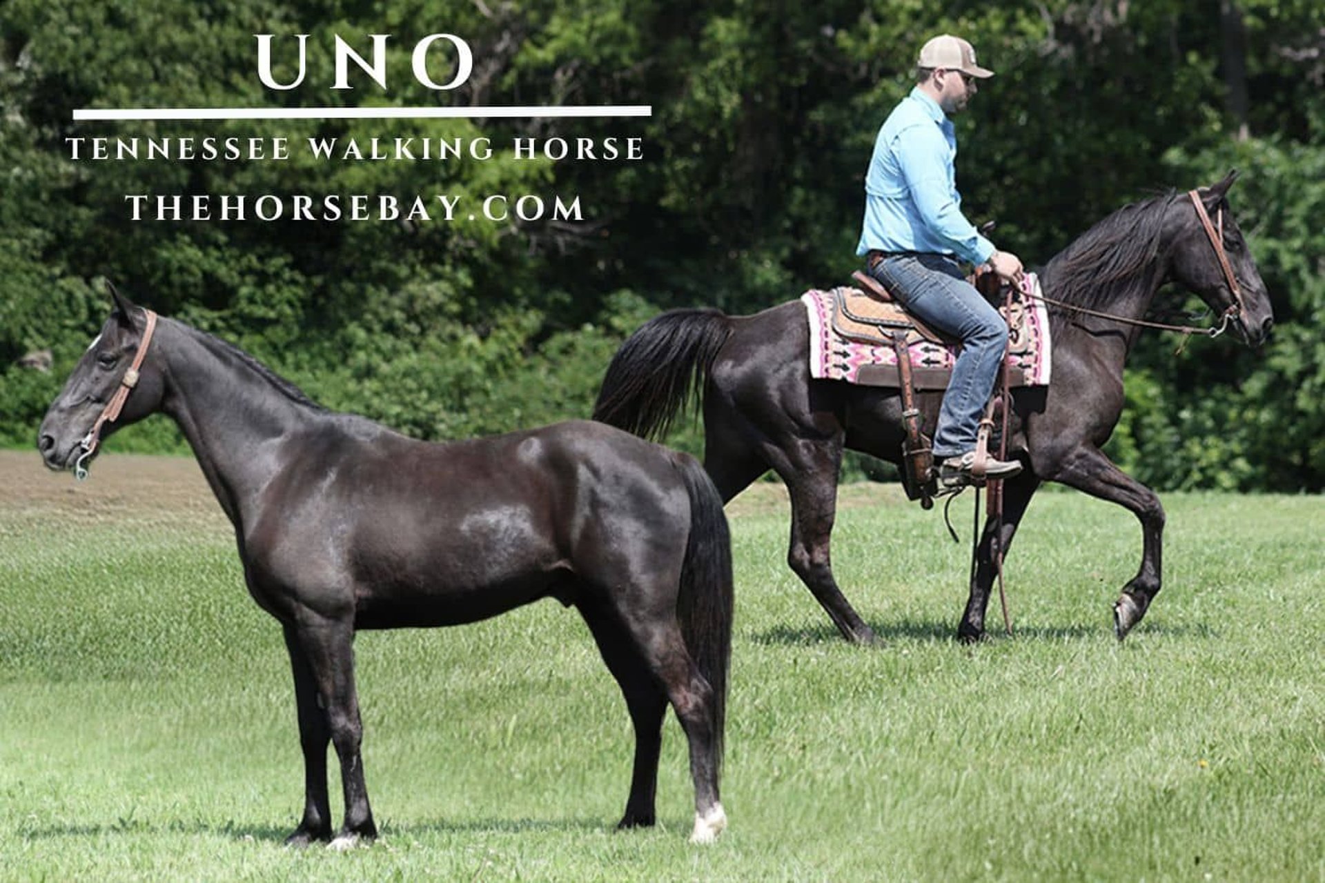 Tennessee Walking Horse Wallach 11 Jahre Rappe in Parkers Lake, KY