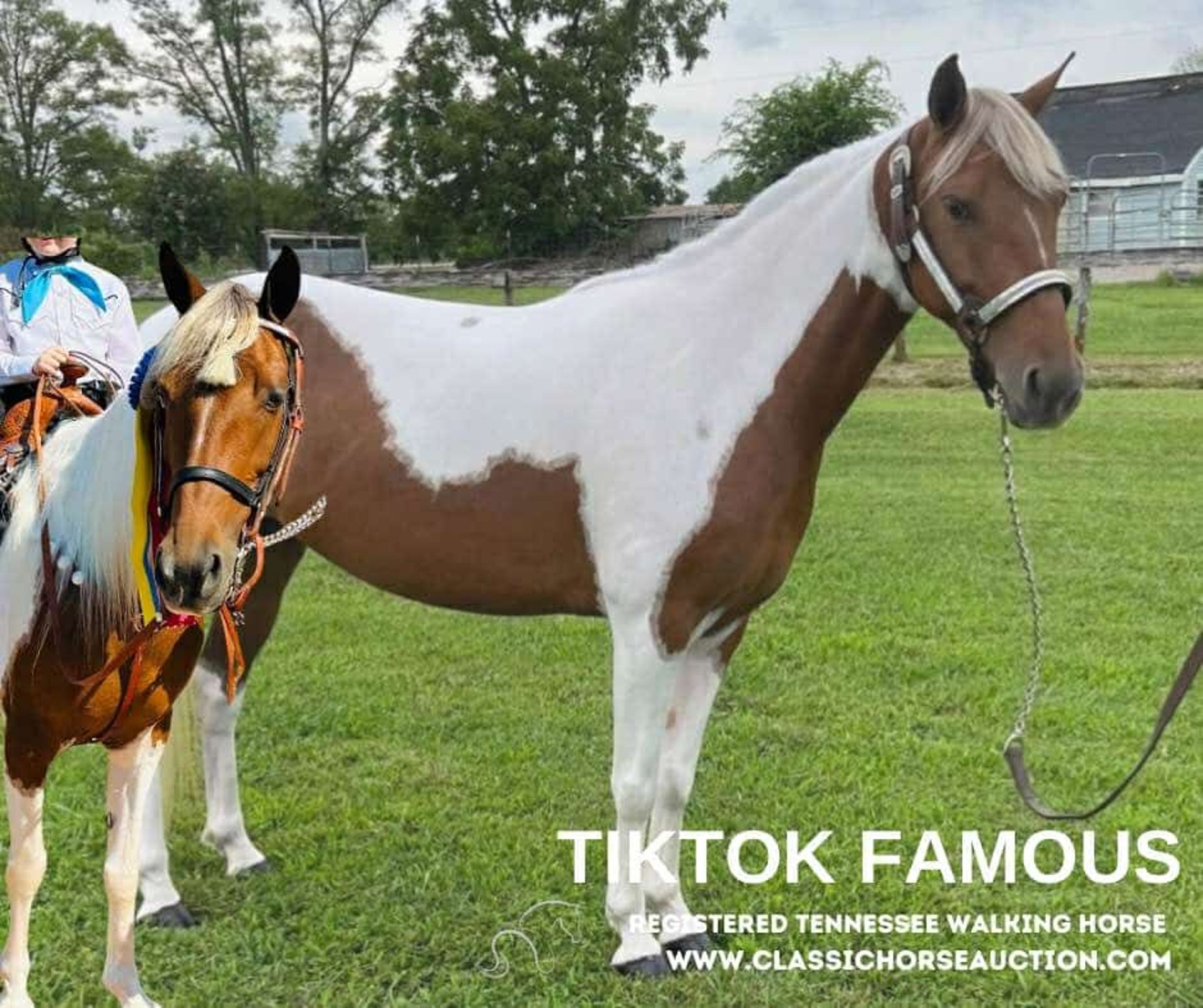 Tennessee Walking Horse Stute 9 Jahre 132 cm Tobiano-alle-Farben in Shelbyville, tn