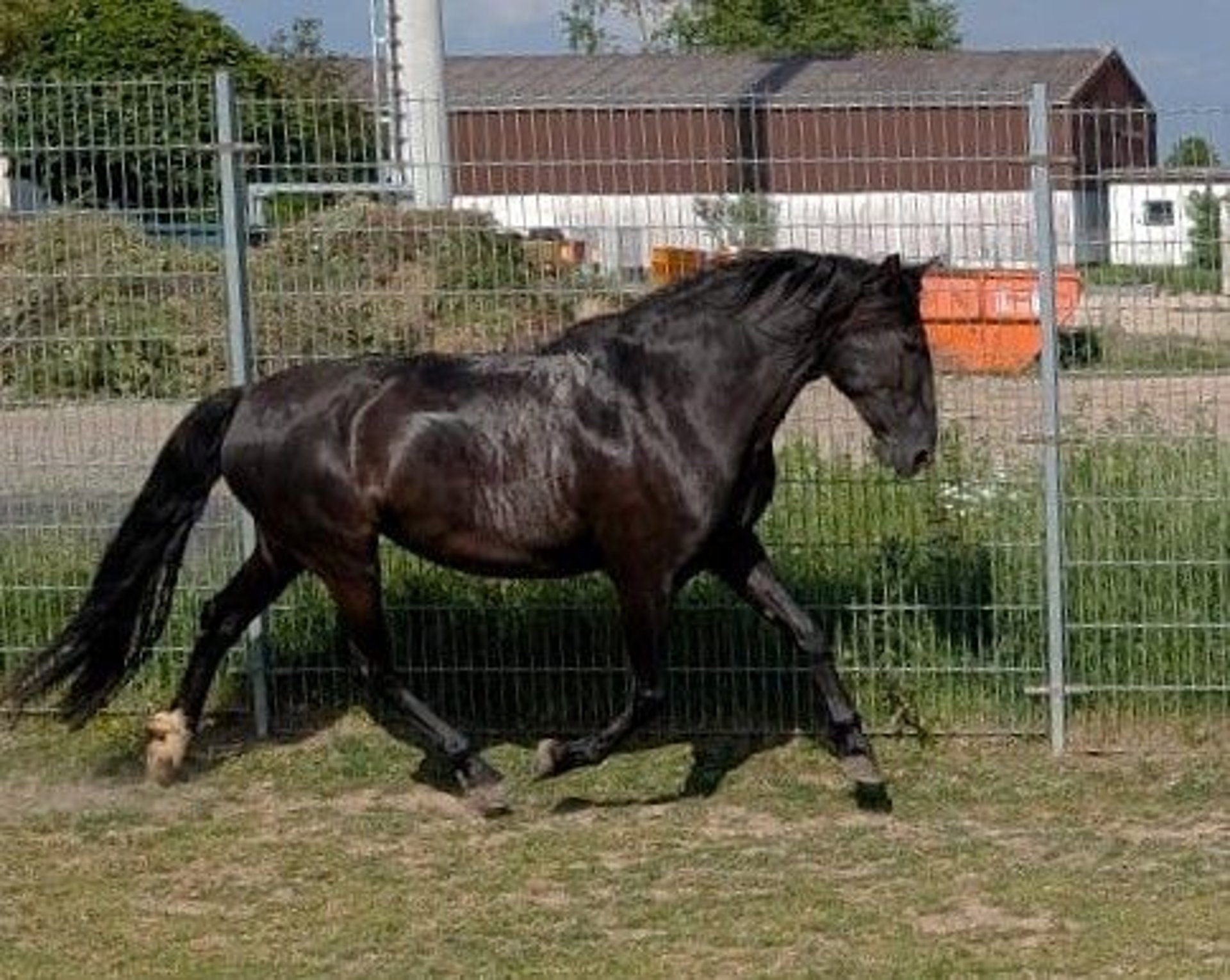 PRE Mix Klacz 9 lat 155 cm Kara in Ober-Mörlen