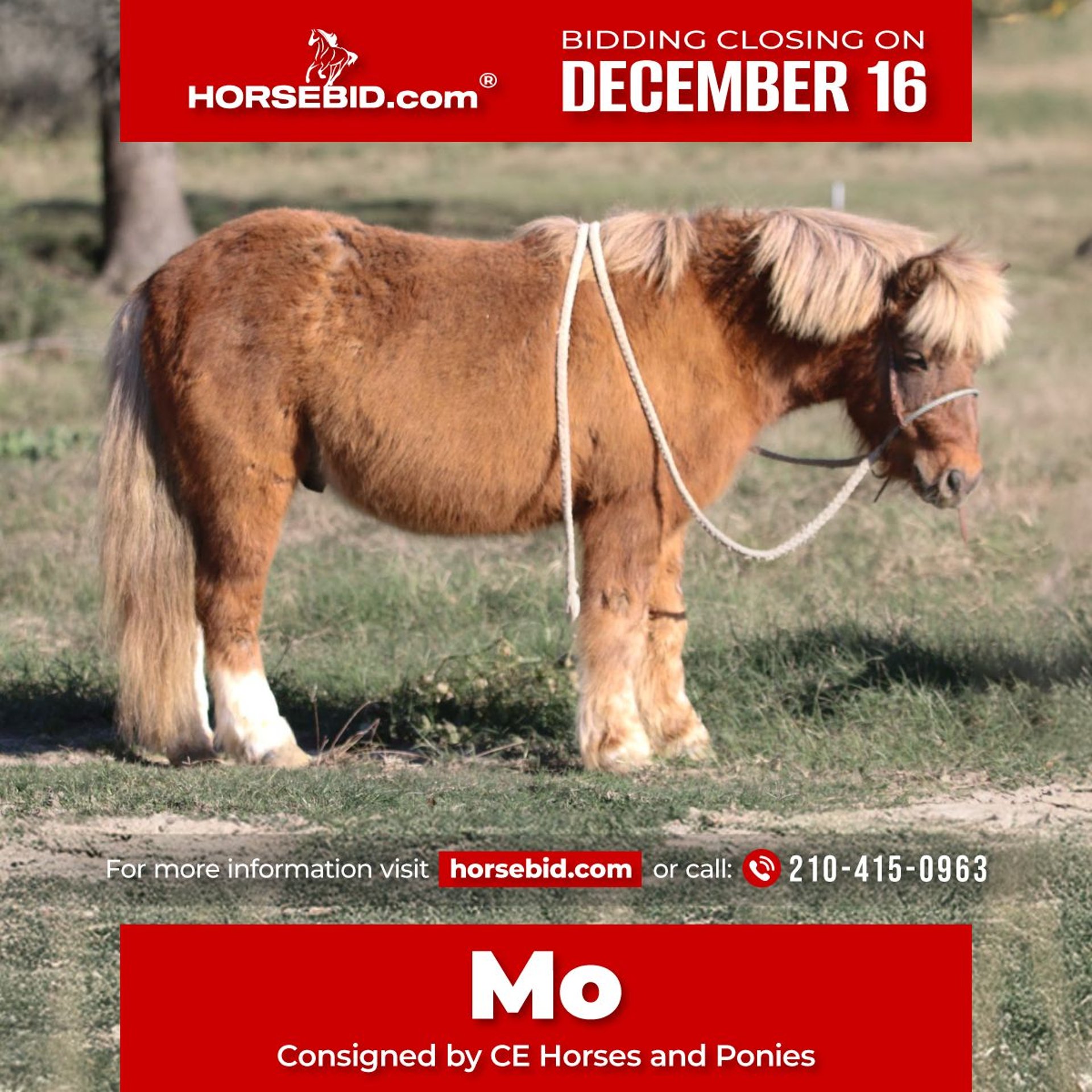 More ponies/small horses Gelding 9 years 10 hh Dun in Carthage