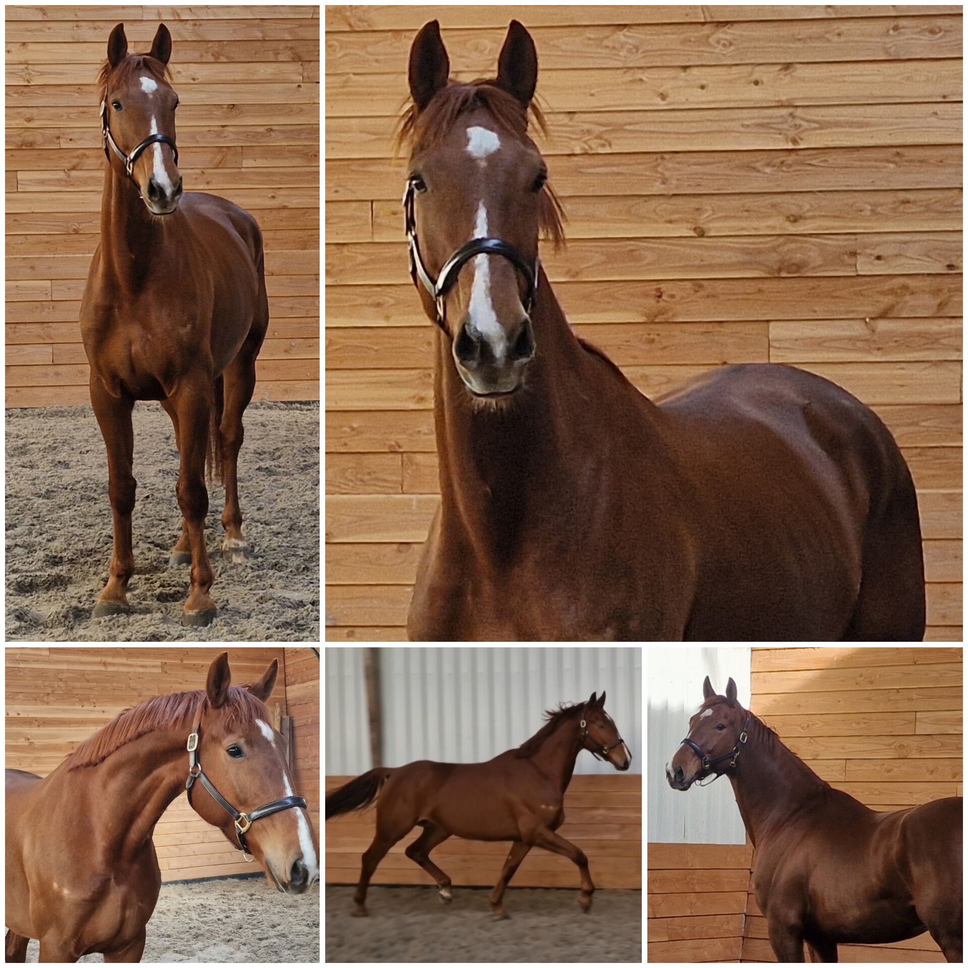 KWPN Gelding 5 years Chestnut-Red in Den Ham