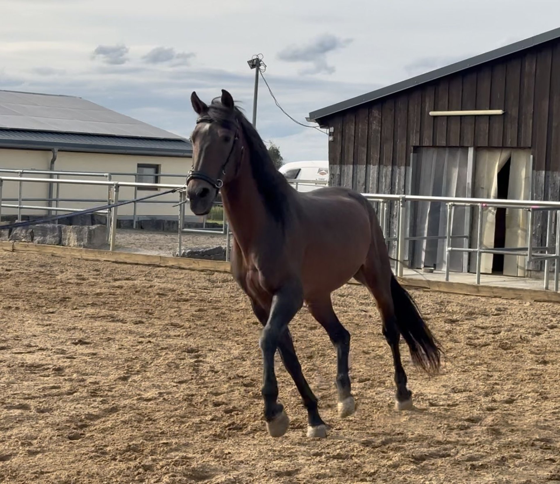 Meer ponys/kleine paarden Hengst 15 Jaar 148 cm Bruin in Dürnau