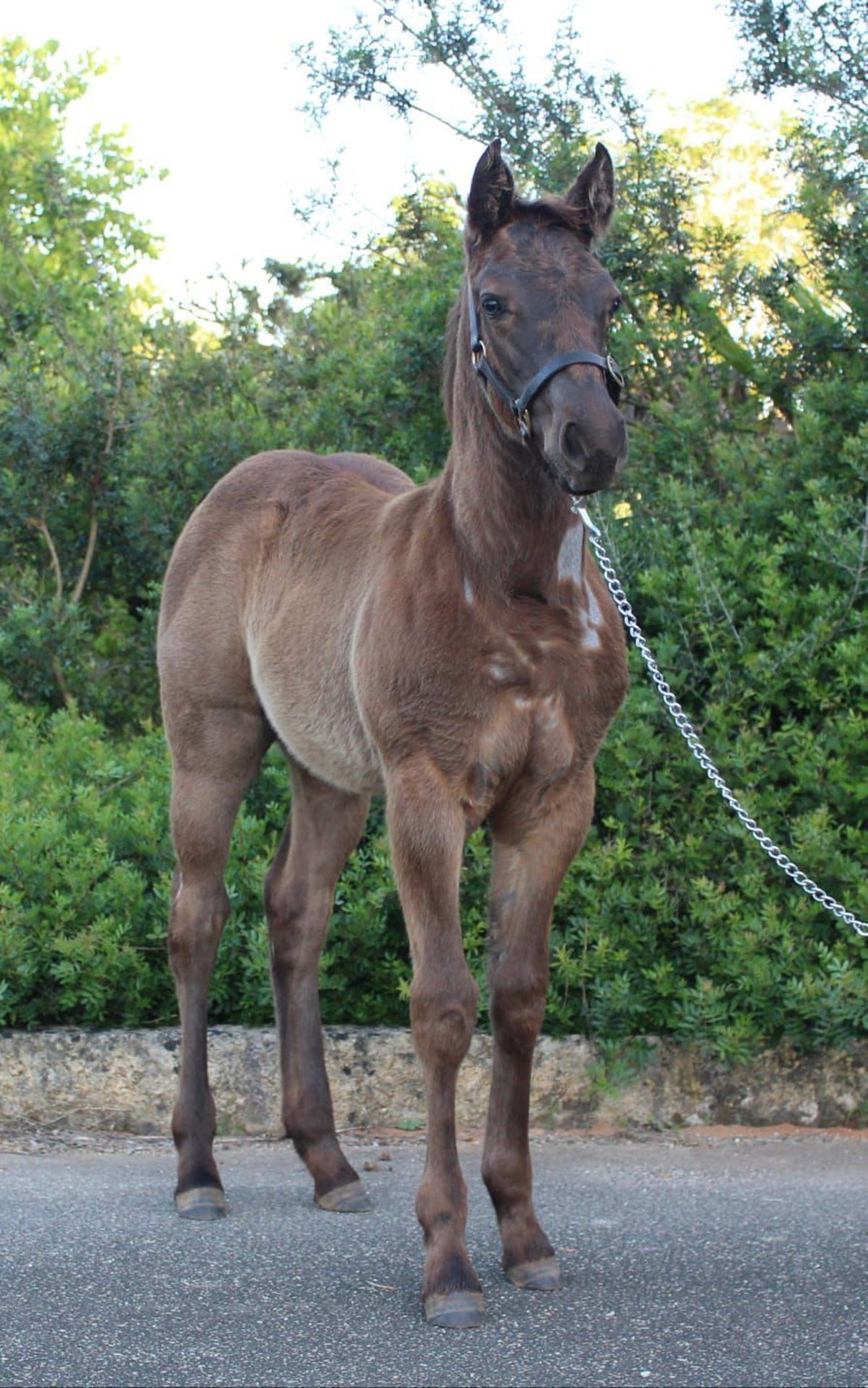 Caballo cuarto de milla Yegua Potro (01/2025) Ruano azulado in Mallorca
