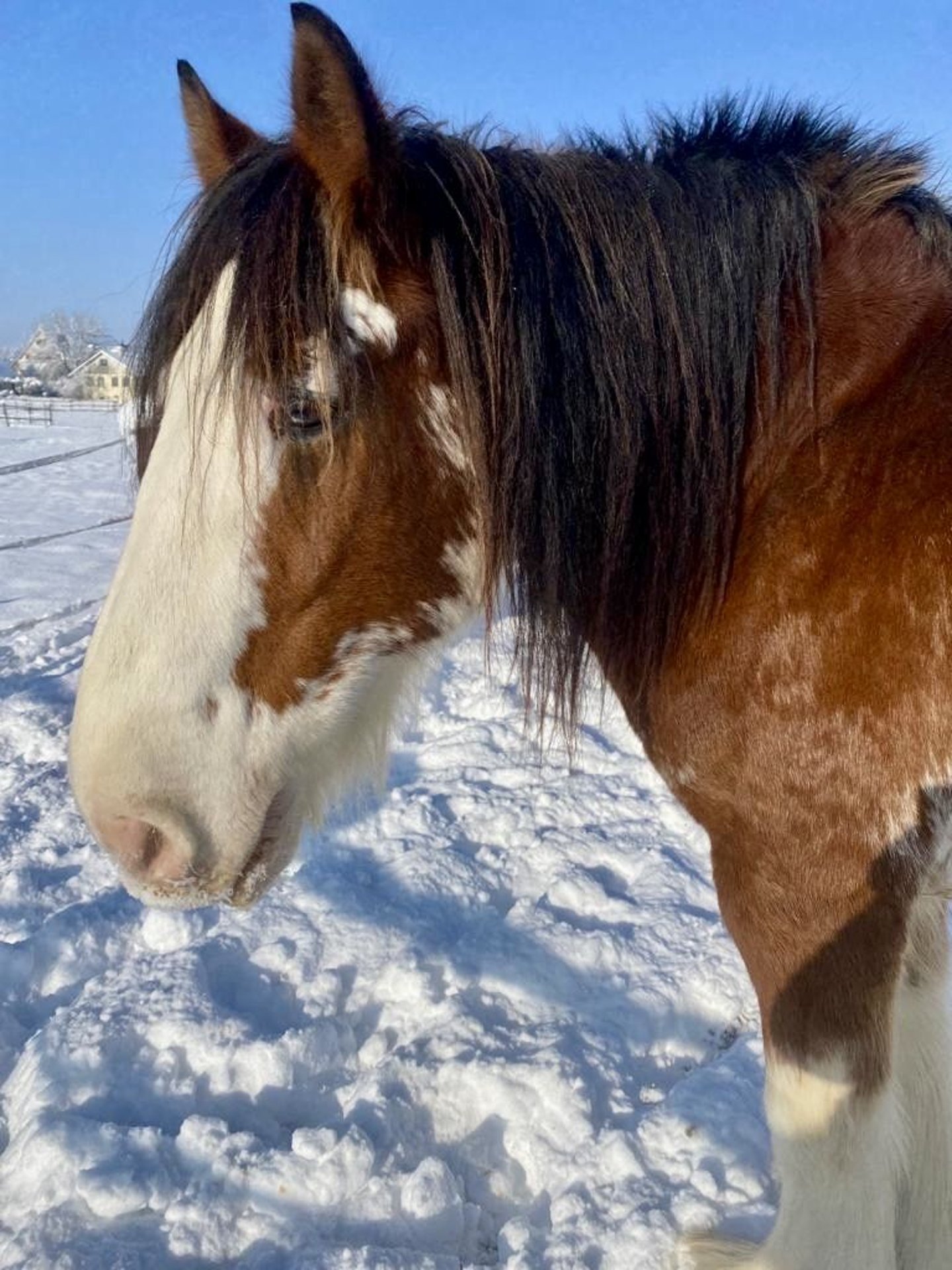 Cob Wallach 14 Jahre 165 cm Schecke in Zürich
