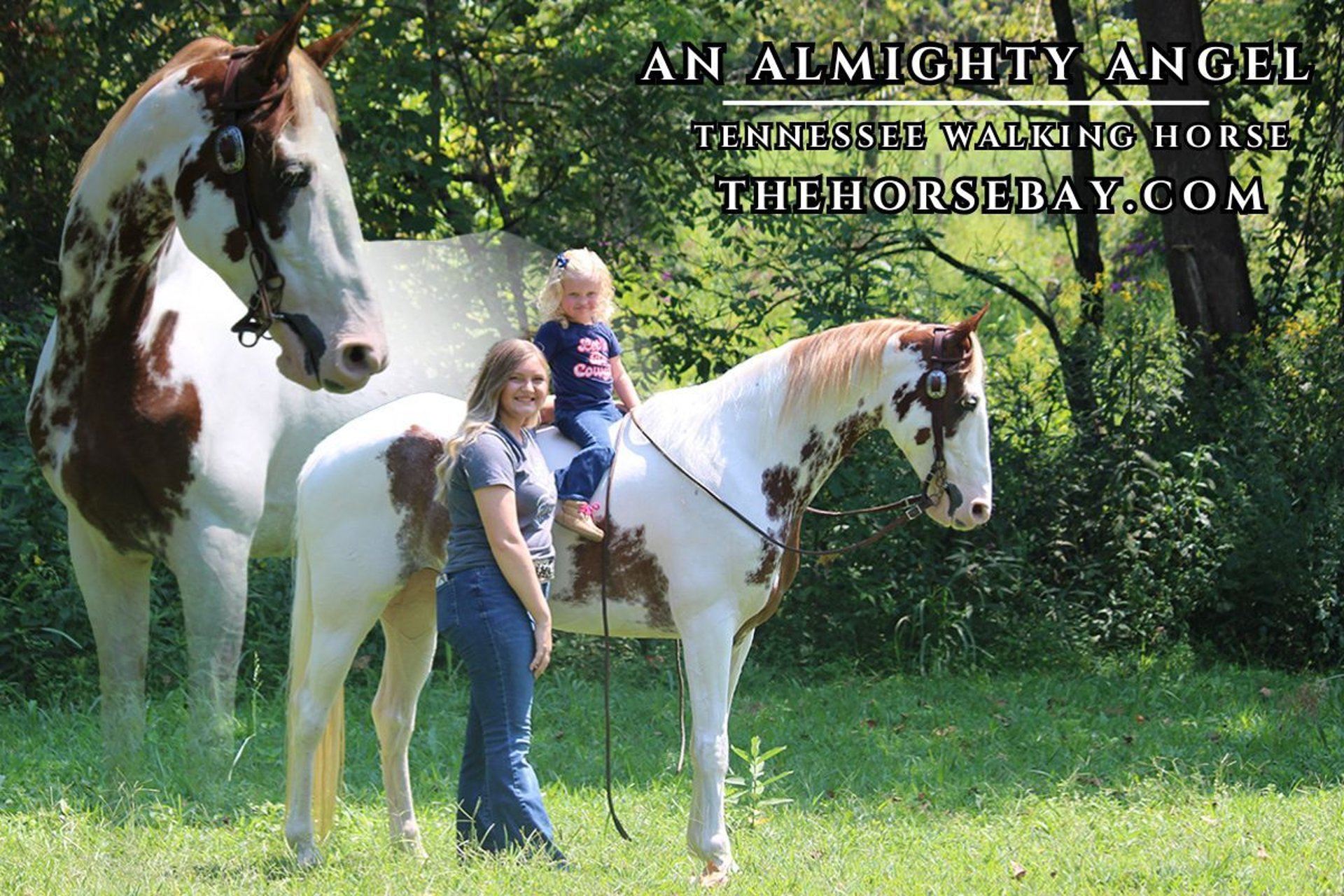 Tennessee Walking Horse Stute 13 Jahre 150 cm Tobiano-alle-Farben in Rockholds, KY