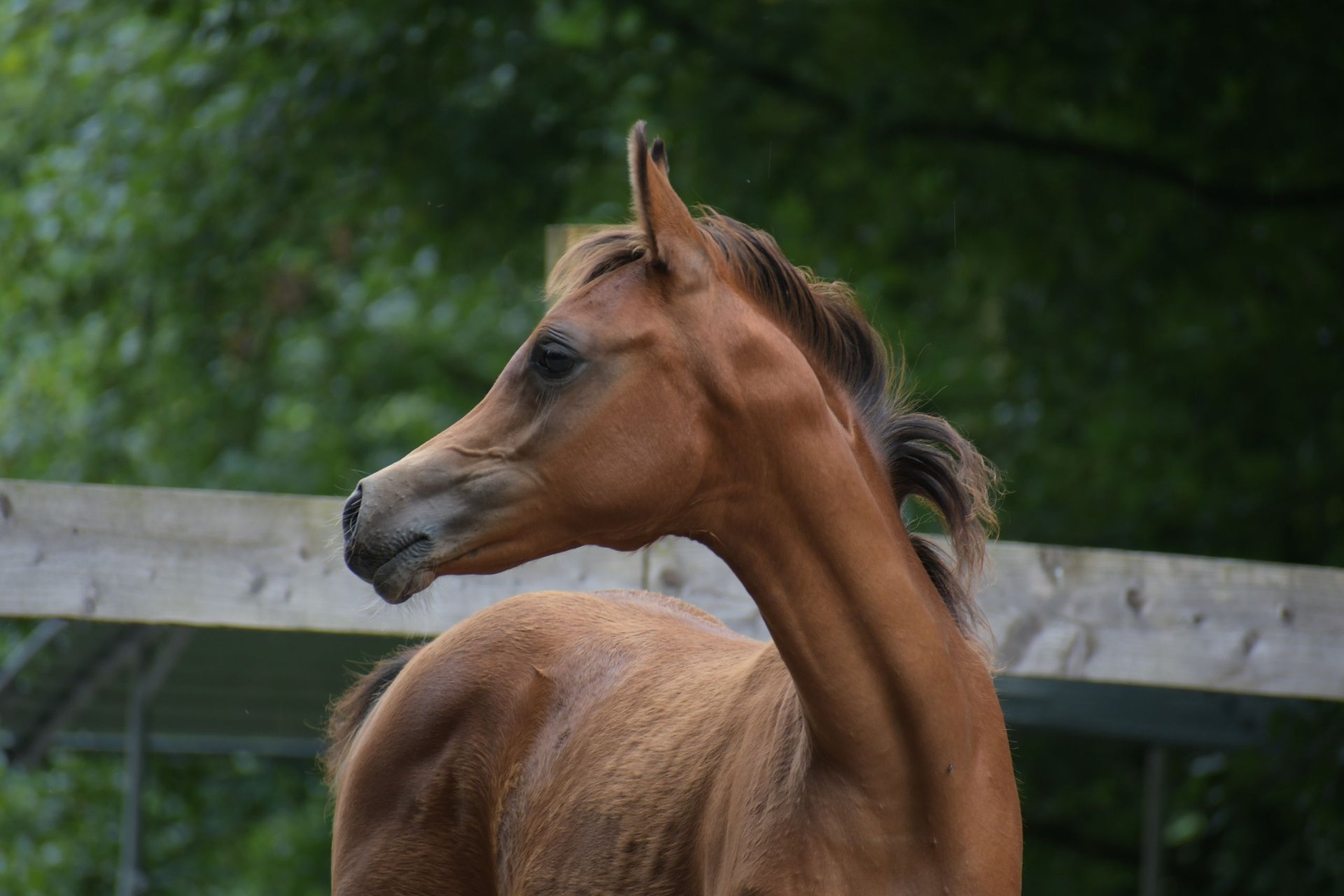 Vollblutaraber Stute Fohlen (04/2024) 154 cm Brauner in Reichshof