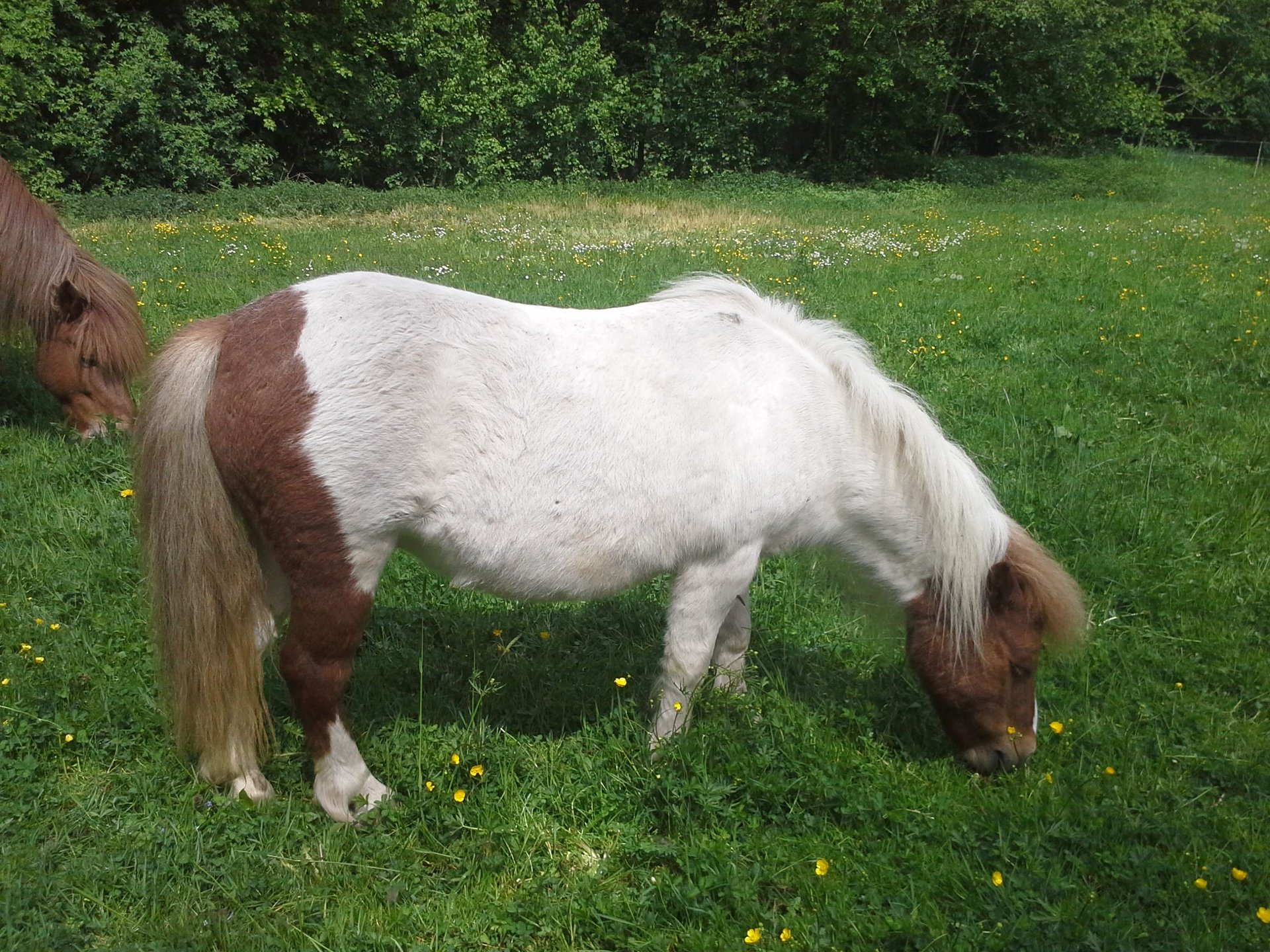 Shetland Ponys Stute 18 Jahre 100 cm Schecke in Puchheim