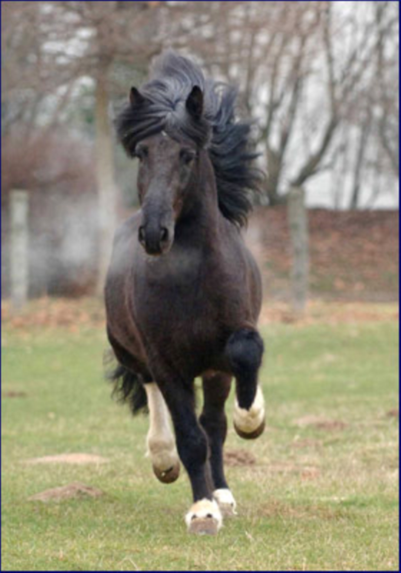 TINDUR FRÁ REYKJAVIK Icelandic Horse Stallion Black in Stapelfeld