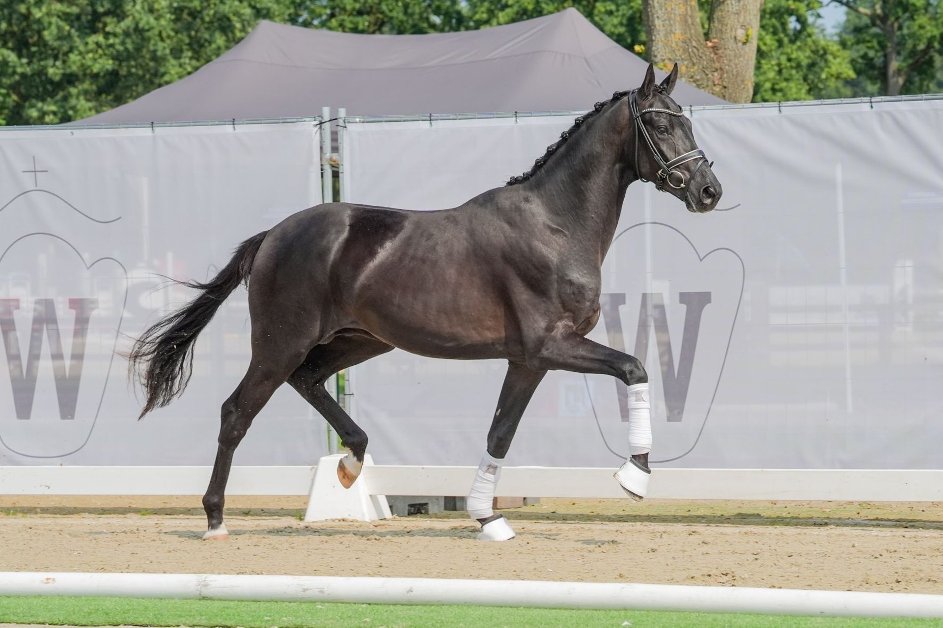 Oldenburg Stallion 2 years 16,1 hh Black in Eydelstedt