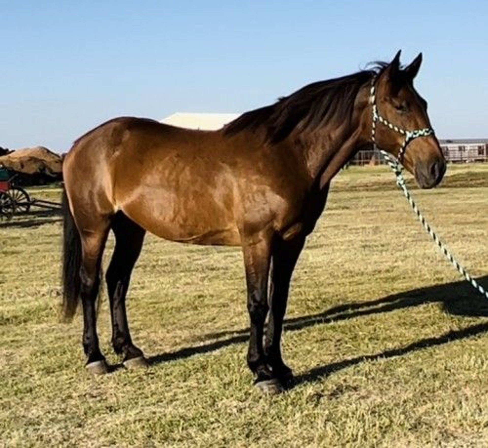 Draft Horse Mix Mare 15 years 16 hh Bay in Durango