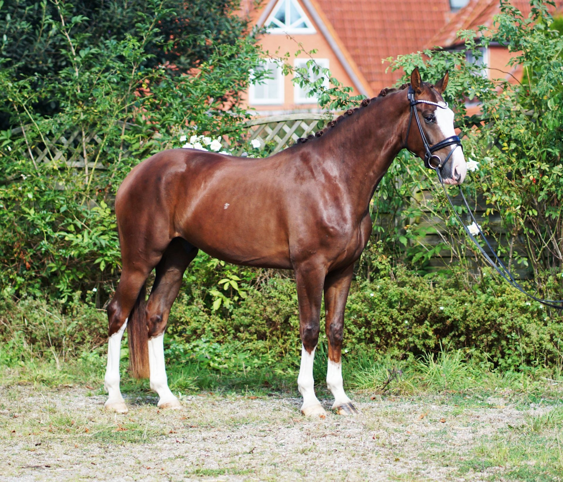 Hannoveraner Wallach 5 Jahre 169 cm Dunkelfuchs in Hohenfelde