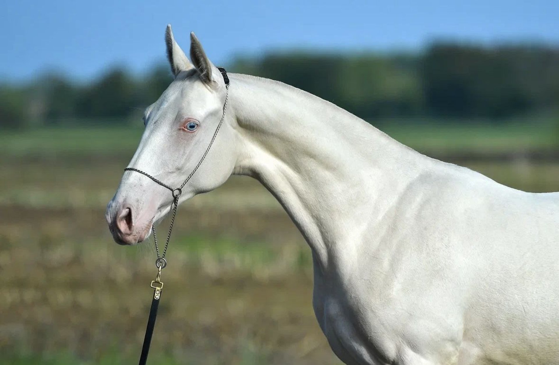 Akhal-Teke Merrie 4 Jaar 157 cm Perlino in Ovelgönne
