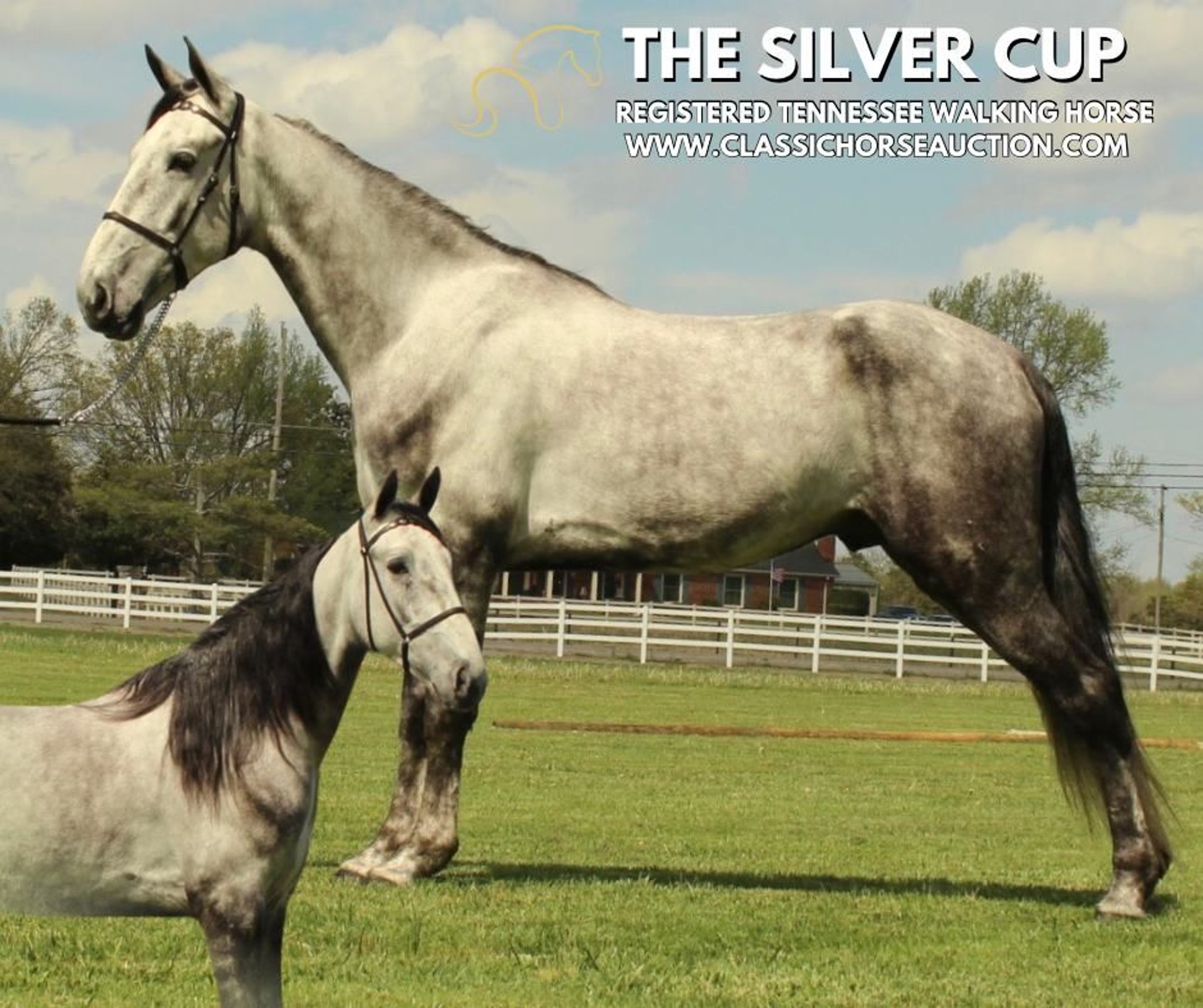 Tennessee Walking Horse Wallach 5 Jahre 152 cm Schimmel in Lewisburg, TN