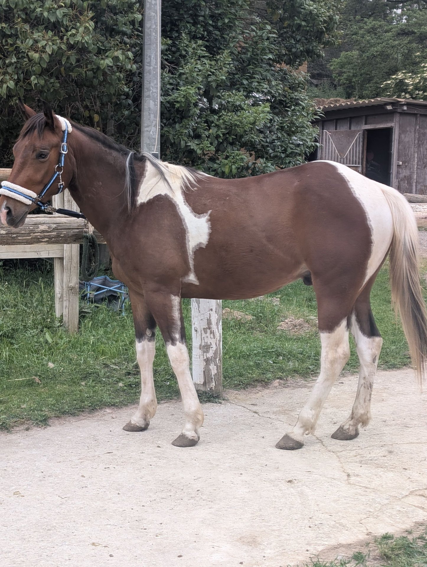 Paint Horse Wallach 4 Jahre 155 cm Tobiano-alle-Farben in Var