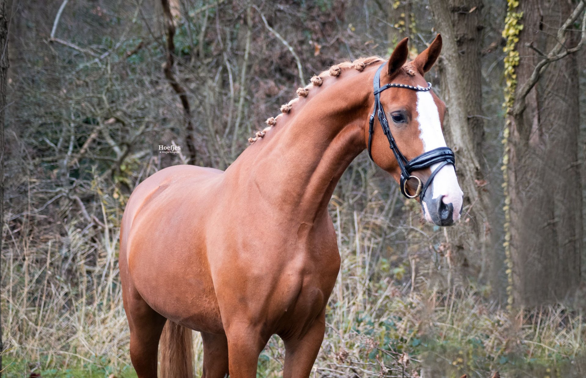 KWPN Merrie 4 Jaar 162 cm Vos in Heemskerk