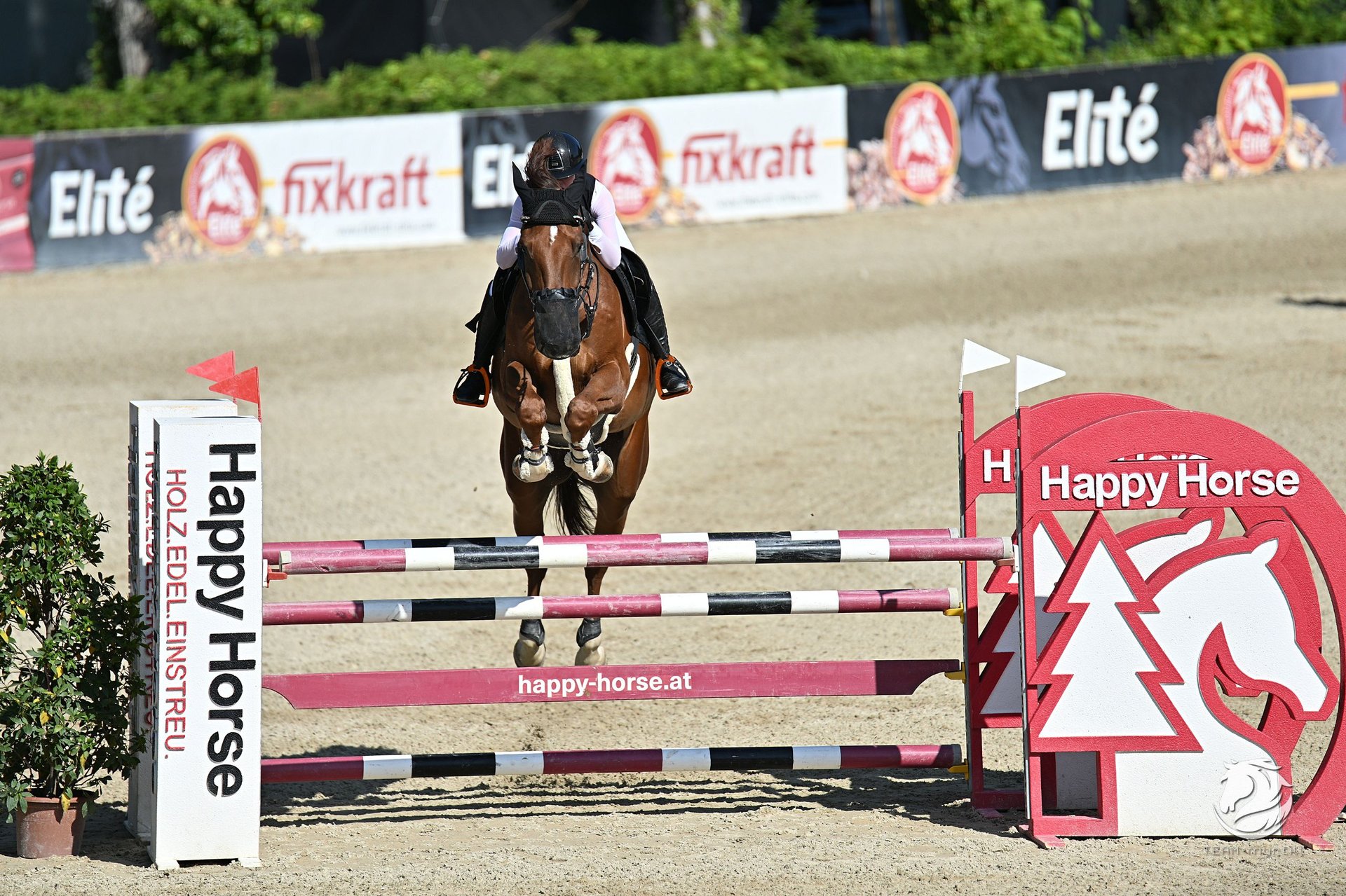 Belgian Warmblood Gelding 8 years Chestnut-Red in Schlatt
