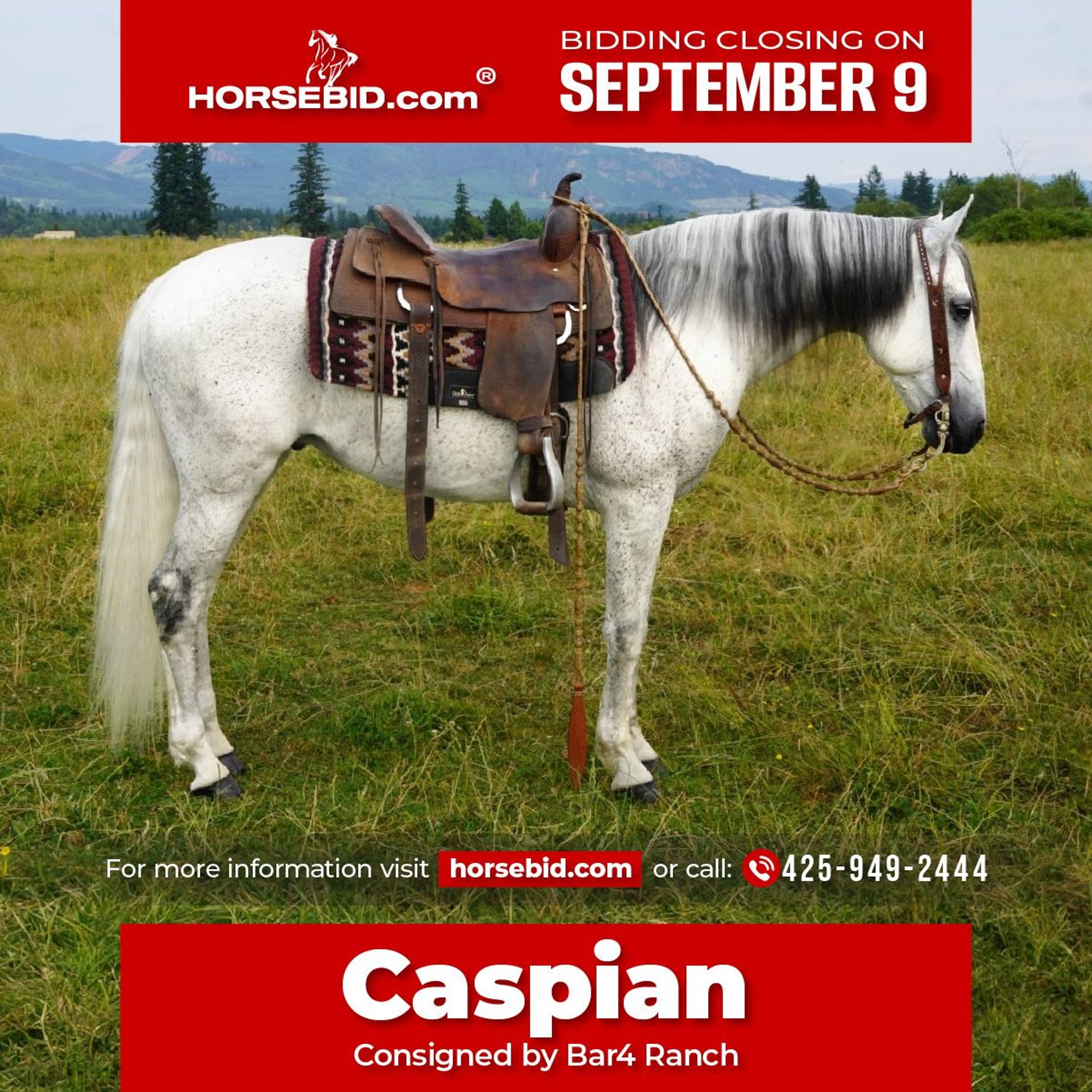 Andaluso Castrone 7 Anni 157 cm Grigio in Selah, WA