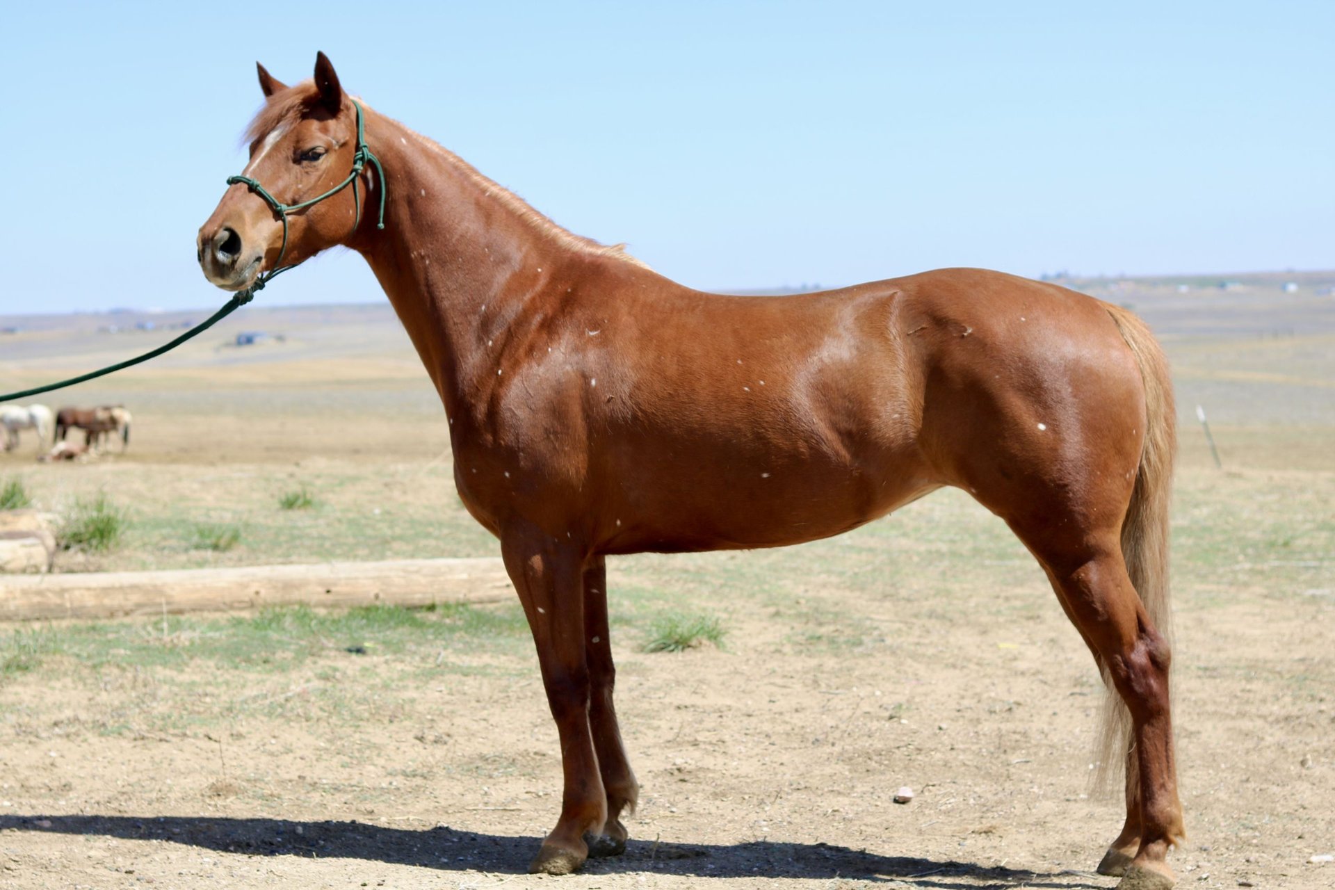 American Quarter Horse Mare 5 years 15 hh Sorrel in Fort Collins, CO