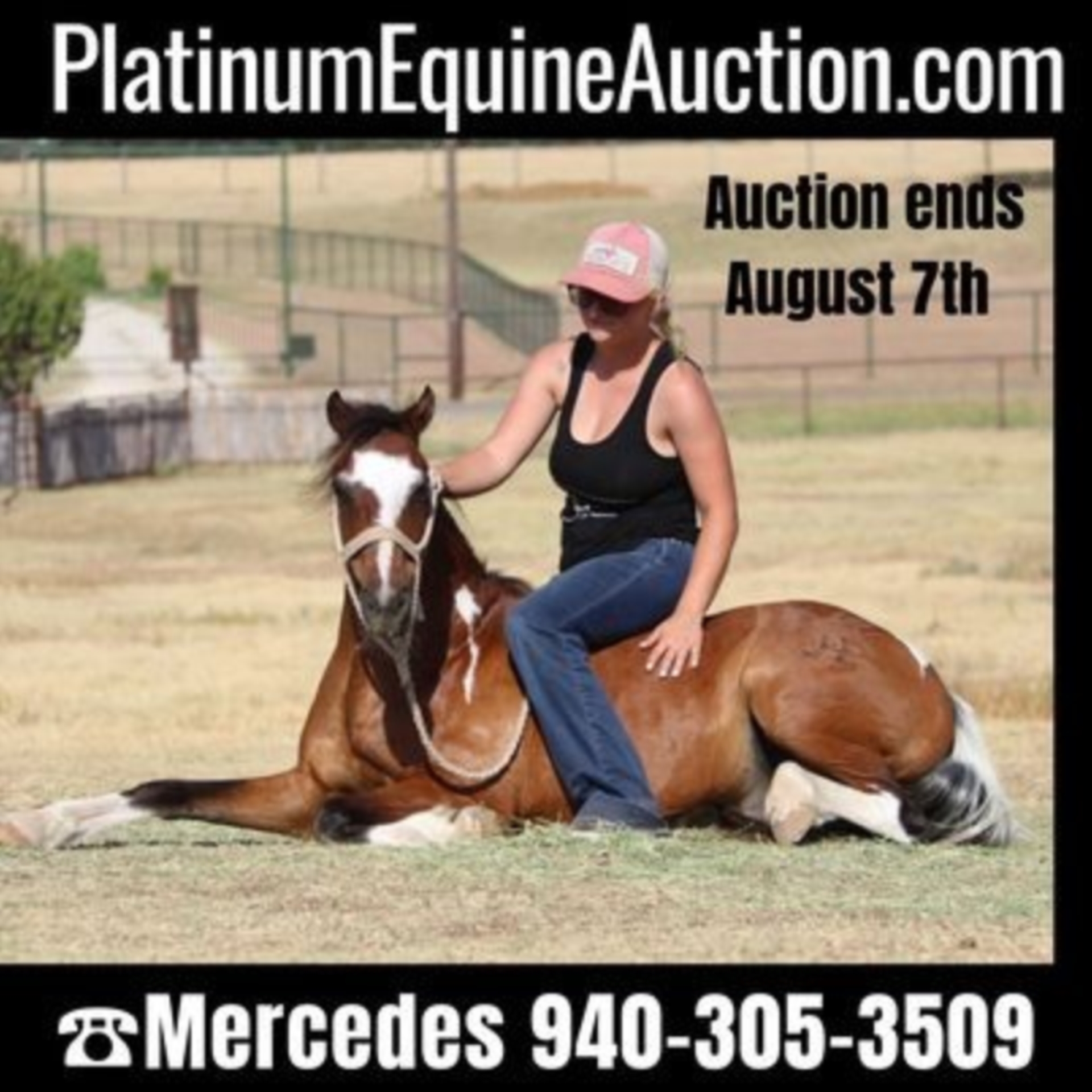 American Quarter Horse Gelding 11 years 10,2 hh Tobiano-all-colors in ...